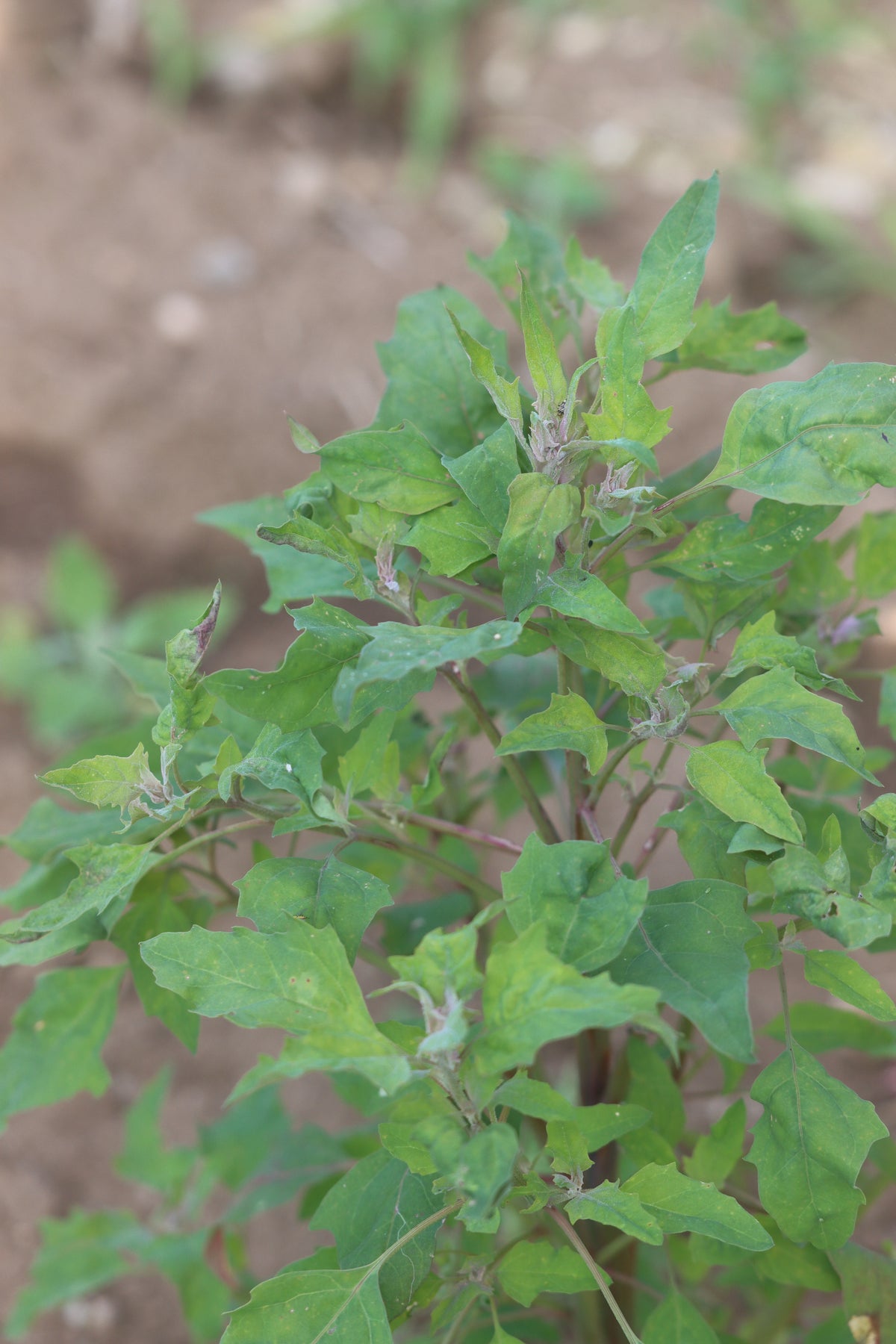 Huauzontle (Chenopodium nuttalliae) — Annapolis Seeds