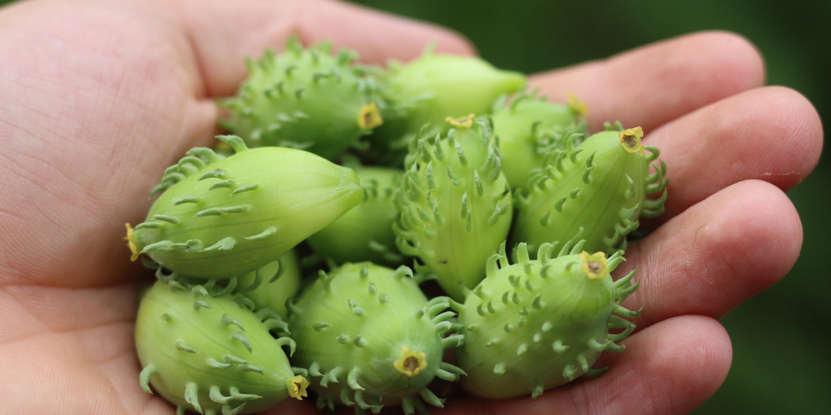 Achocha (Bolivian Cucumber) Seeds - Grown in Nova Scotia Canada ...