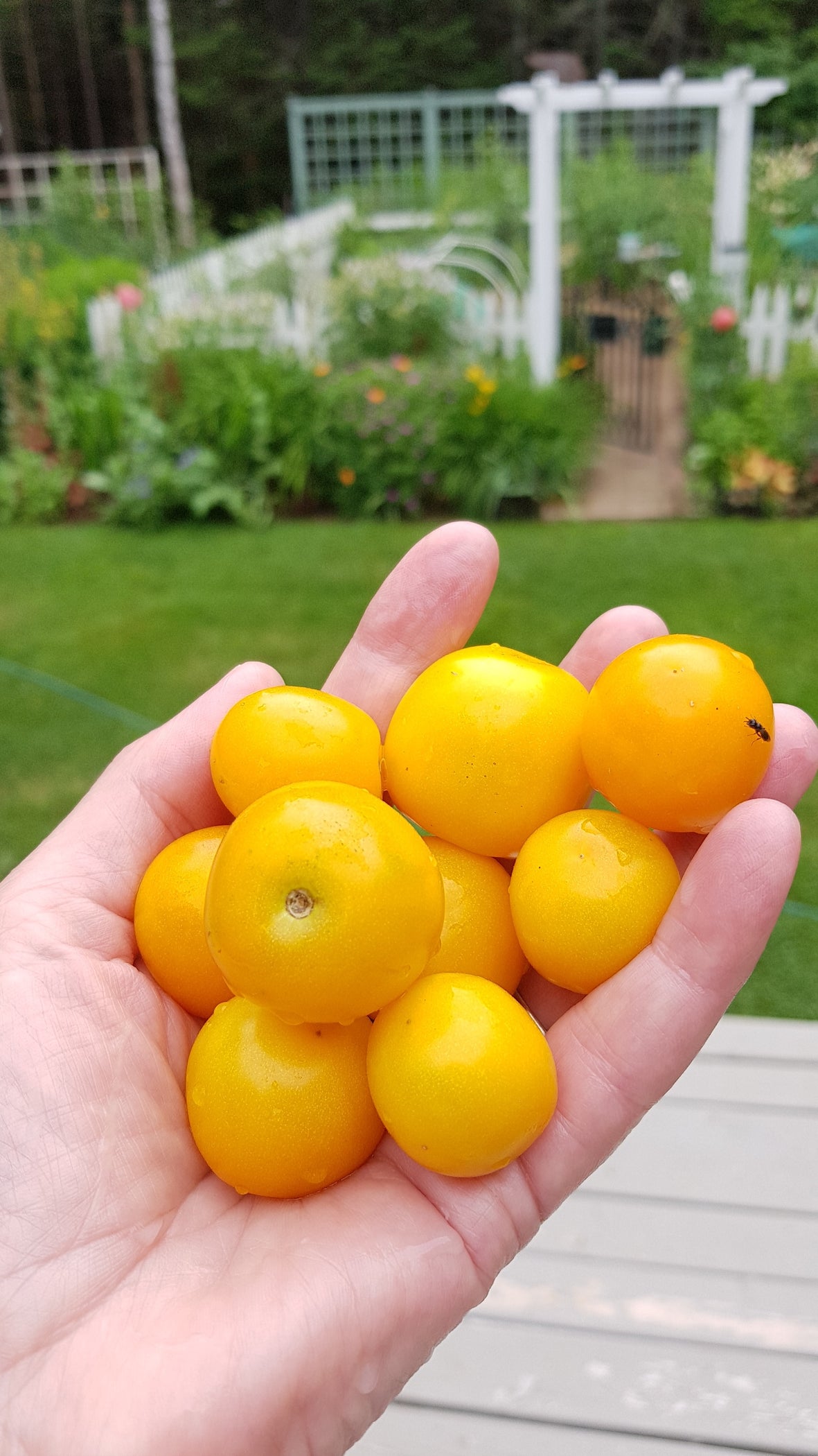 Ida Gold Tomato Seeds - Grown in Nova Scotia Canada — Annapolis Seeds