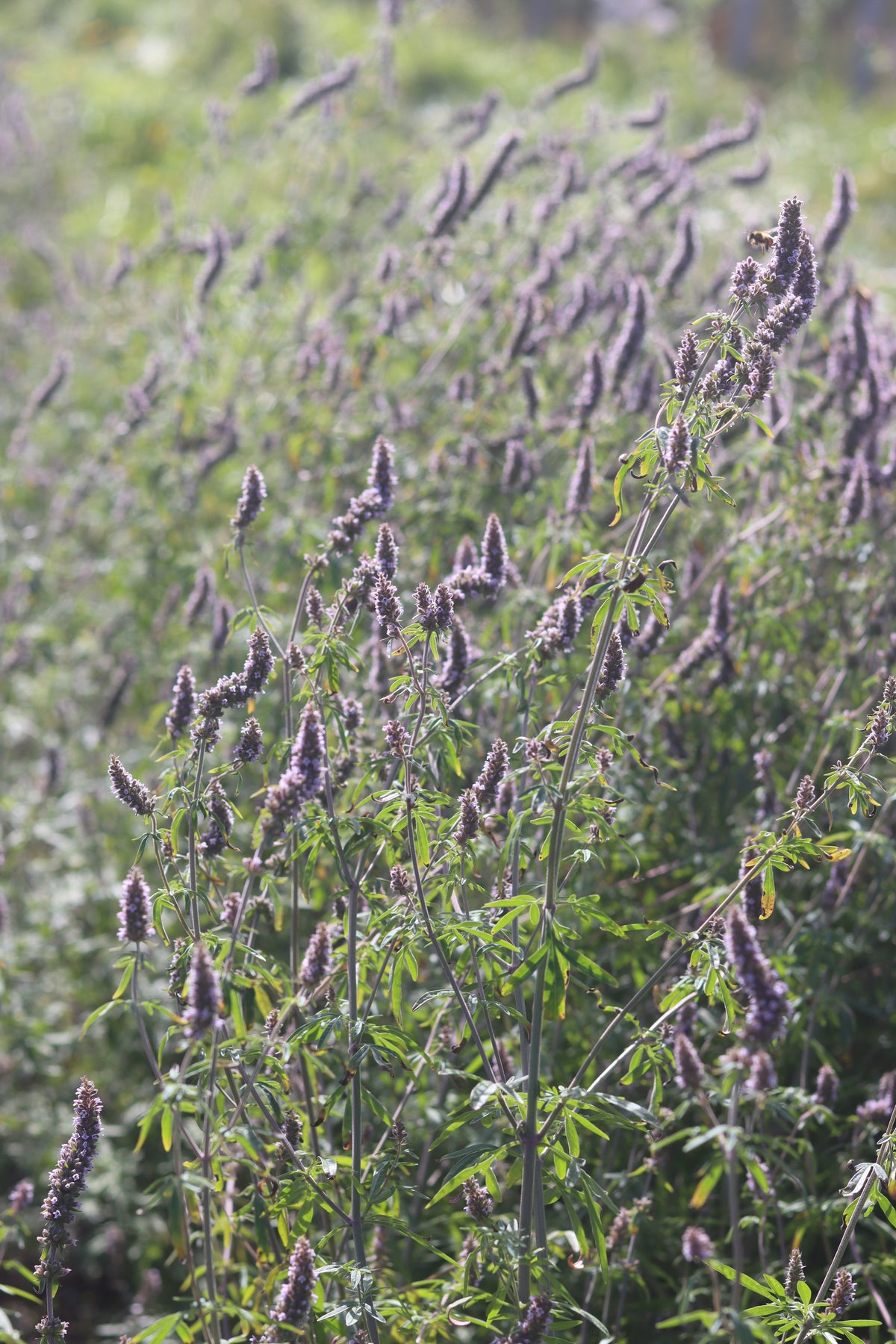 Japanese Catnip Seeds (Schizonepeta tenuifolia) — Annapolis Seeds