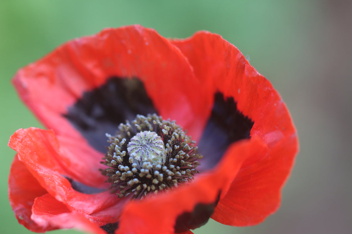Ladybird Poppy (Papaver commutatum) — Annapolis Seeds