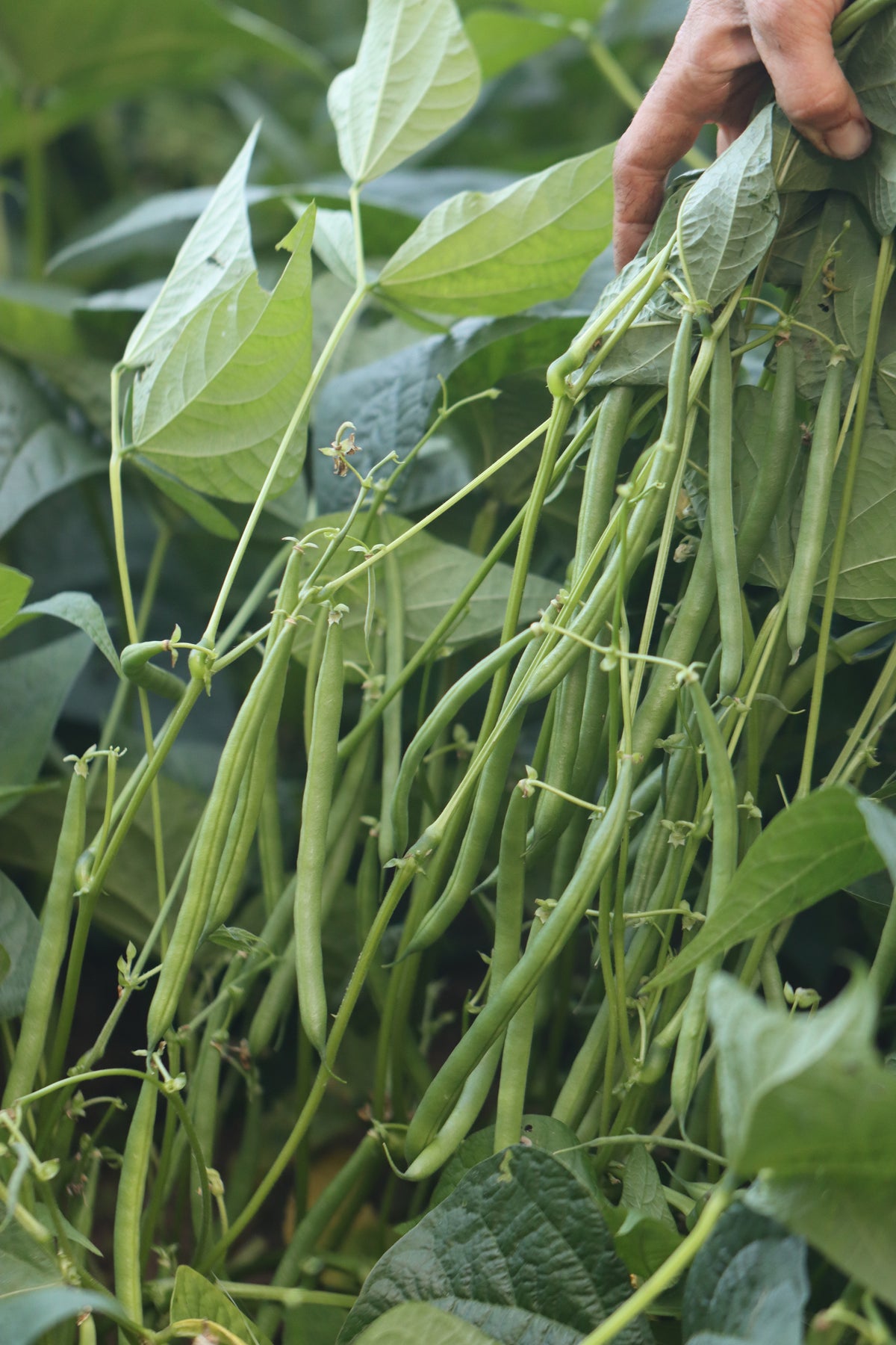 Lewis Bush Bean — Annapolis Seeds