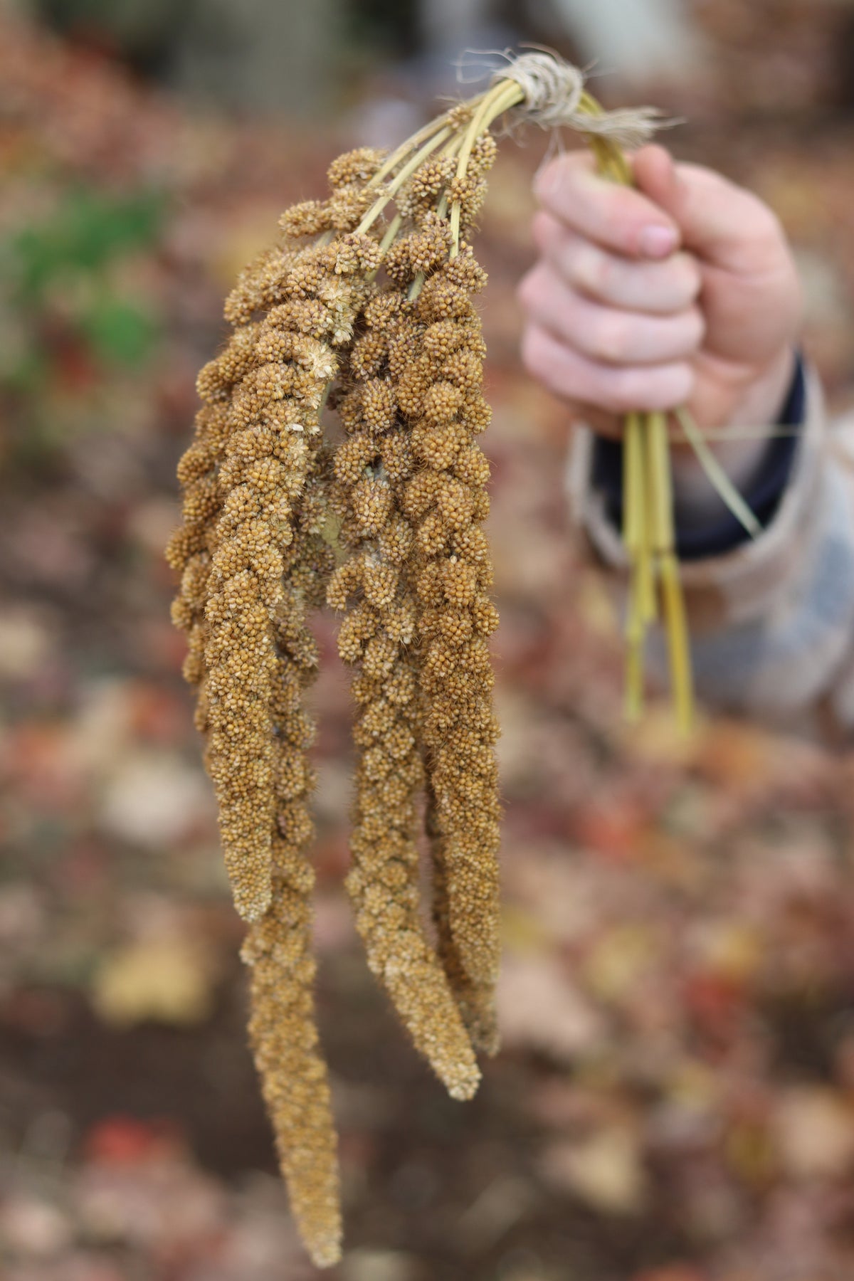 Limelight Spray Millet Seeds - Grown in Nova Scotia Canada — Annapolis ...