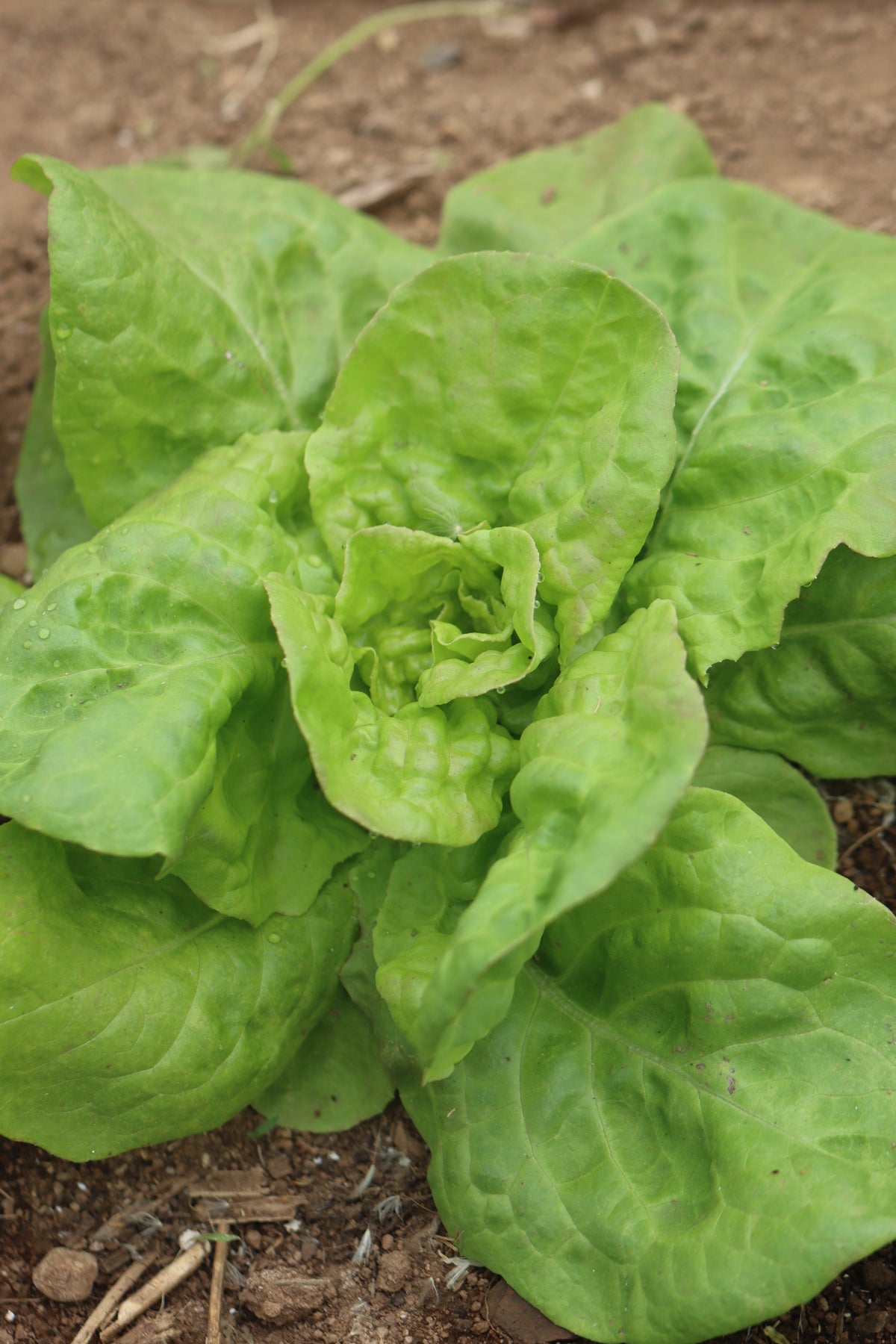 May Queen Lettuce Seeds - Grown in Nova Scotia — Annapolis Seeds