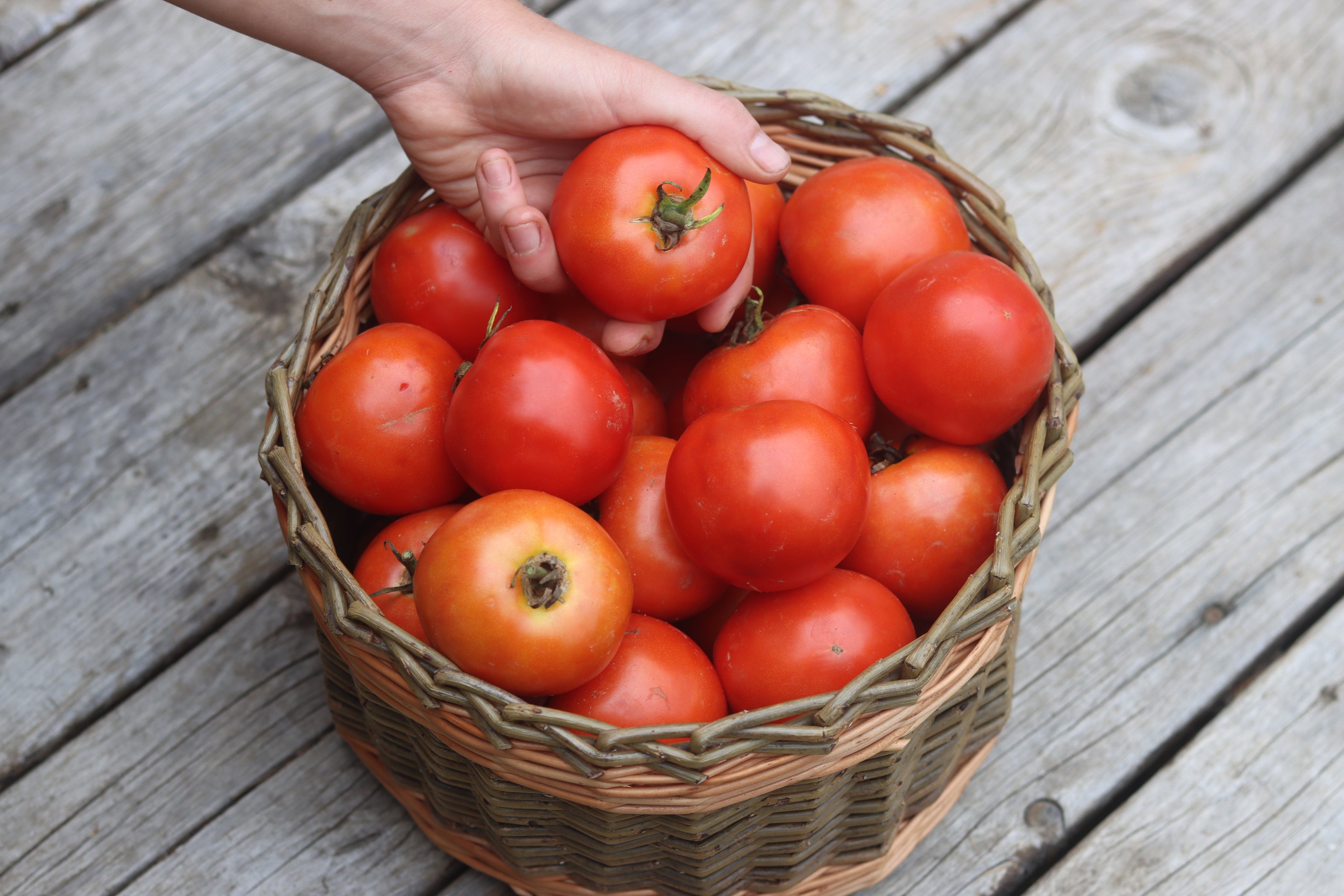 Moira Tomato Seeds — Annapolis Seeds