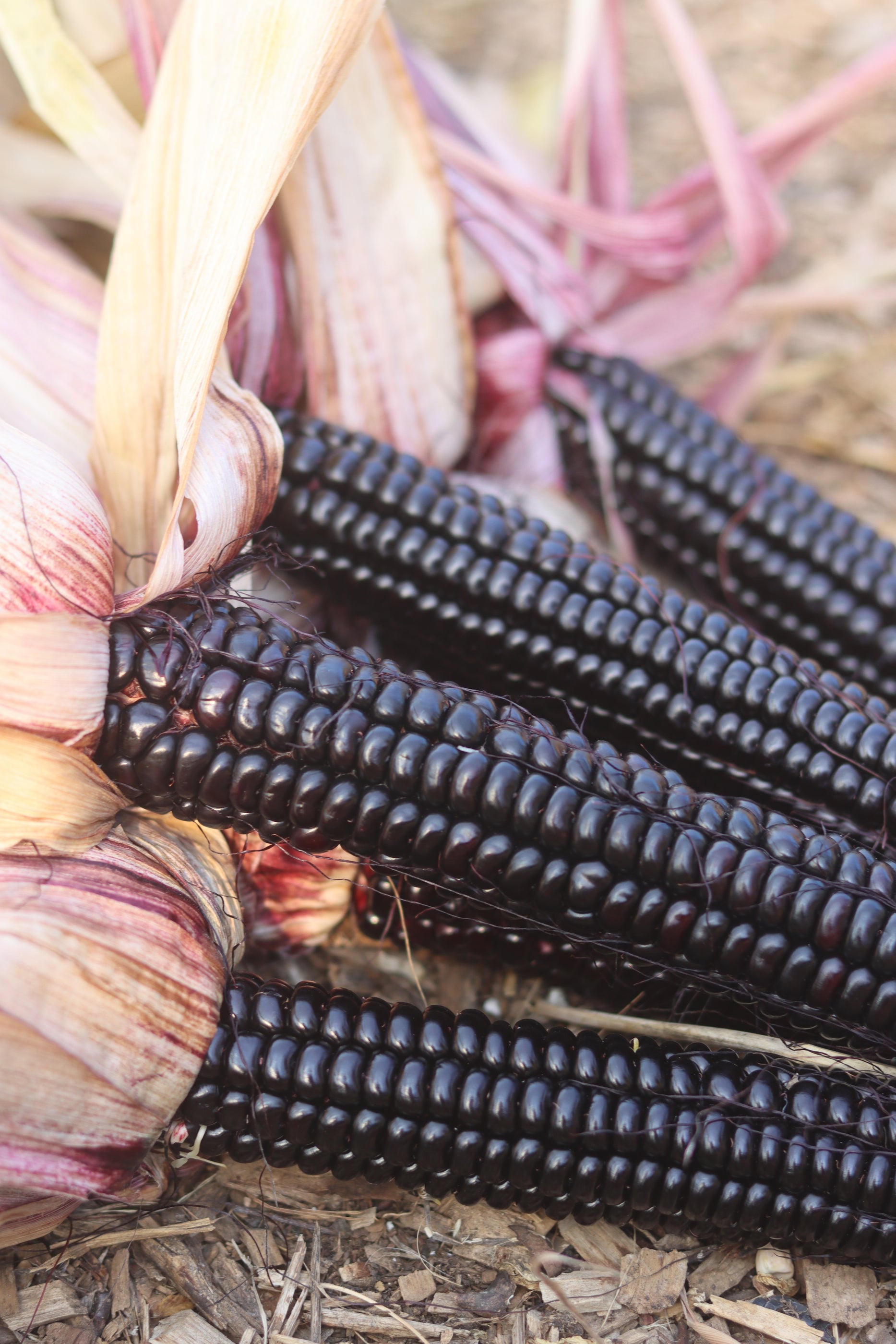 Montana Morado Flour Corn — Annapolis Seeds