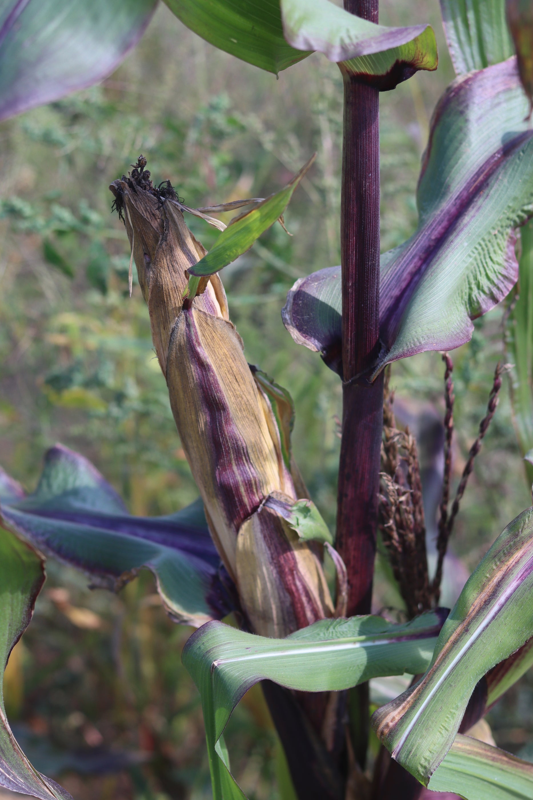 Montana Morado Flour Corn — Annapolis Seeds