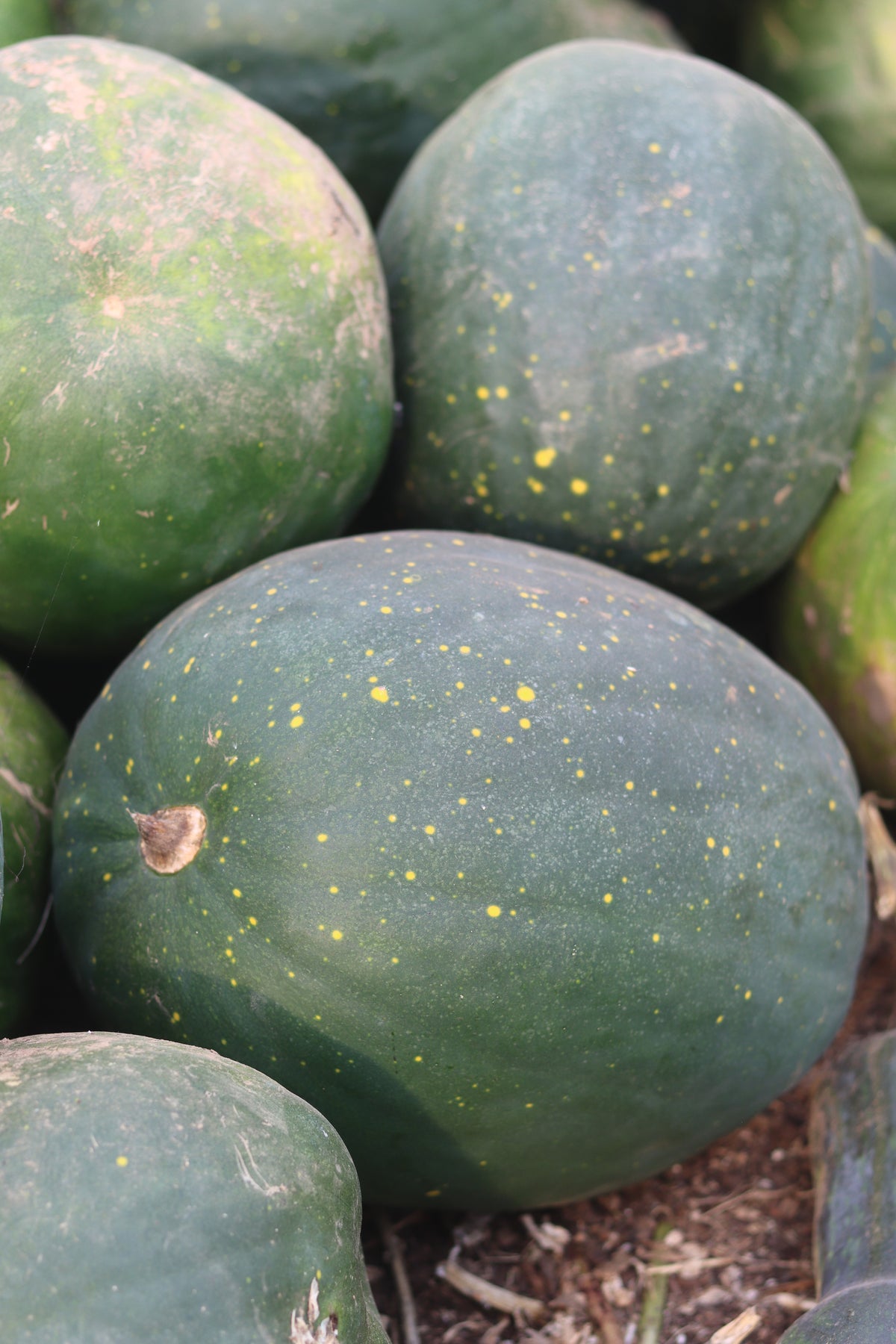 Moon and Stars Watermelon Seeds — Annapolis Seeds