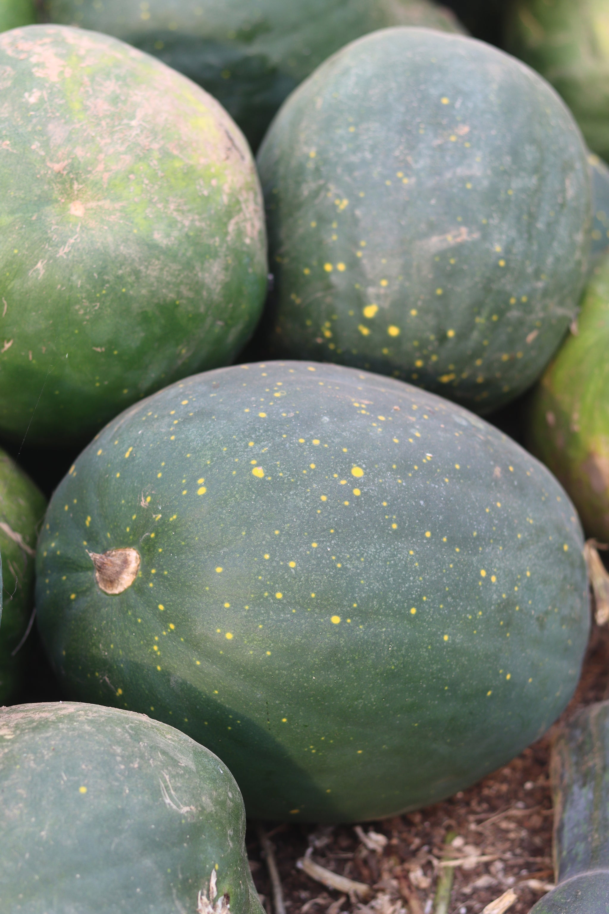 Heirloom Melon Seed - Annapolis Seeds - Grown in Nova Scotia - Adapted ...