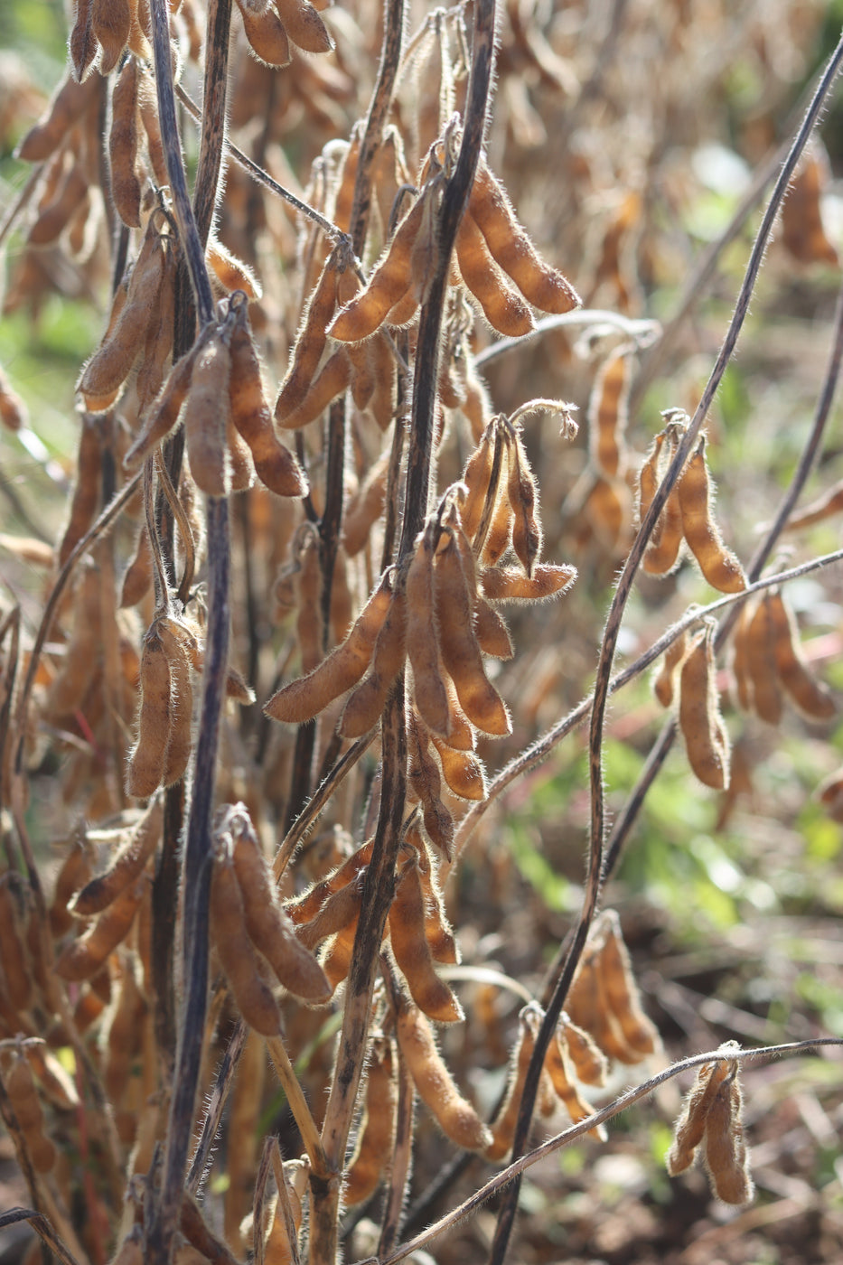 Natto Soybean Seeds - Grown in Nova Scotia — Annapolis Seeds