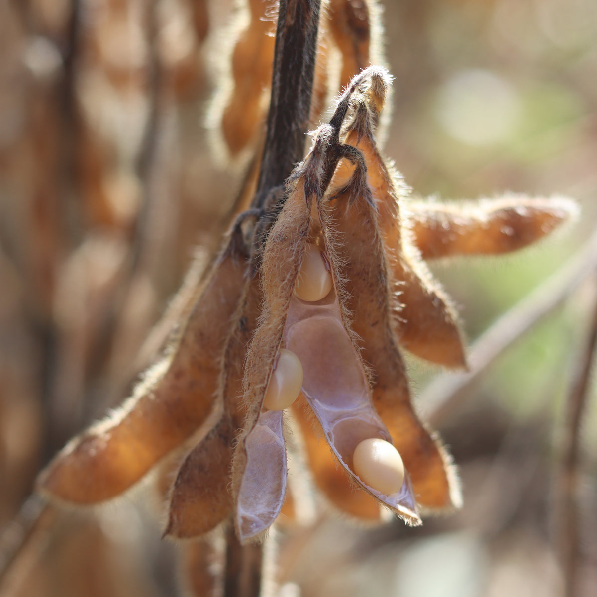 Natto Soybean Seeds - Grown in Nova Scotia — Annapolis Seeds