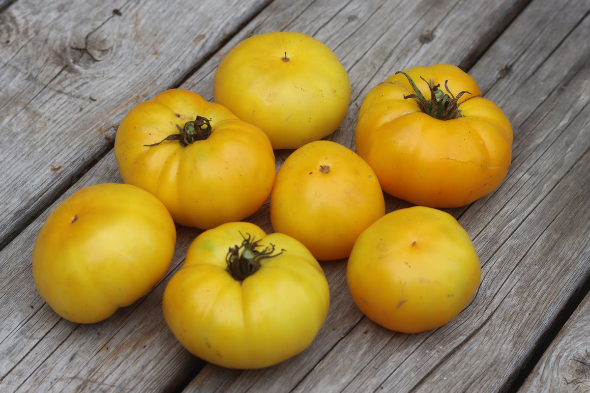 Negib Tomato Seeds - Grown in Nova Scotia — Annapolis Seeds