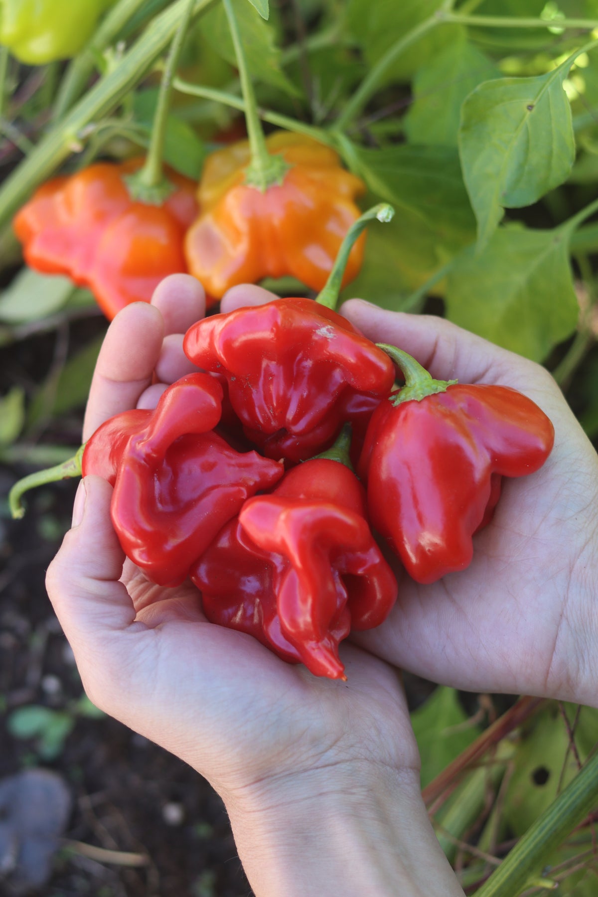 Nepali Pepper Seeds - Grown in Nova Scotia — Annapolis Seeds
