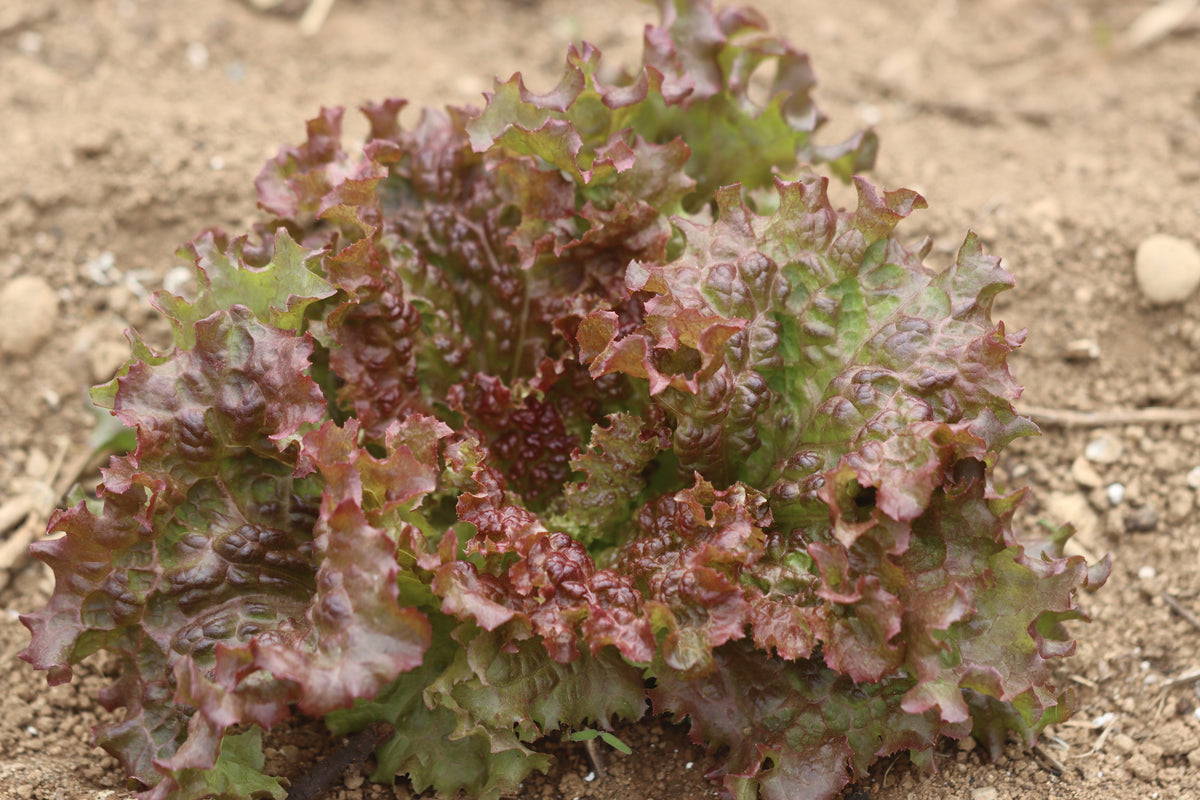 New Red Fire Lettuce Seeds - Grown in Nova Scotia — Annapolis Seeds