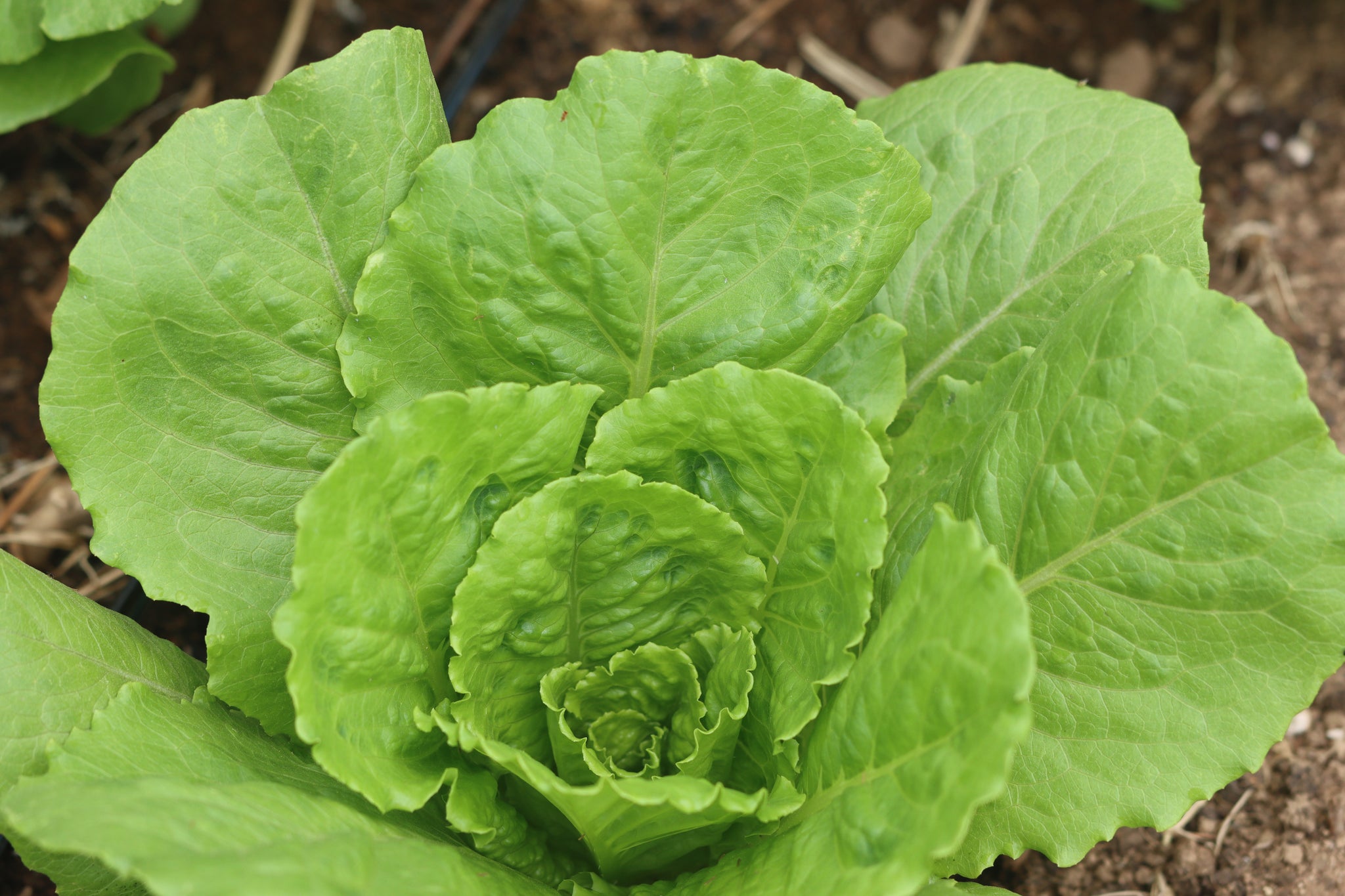 Heirloom Lettuce - Annapolis Seeds - Grown in Nova Scotia - Adapted for ...