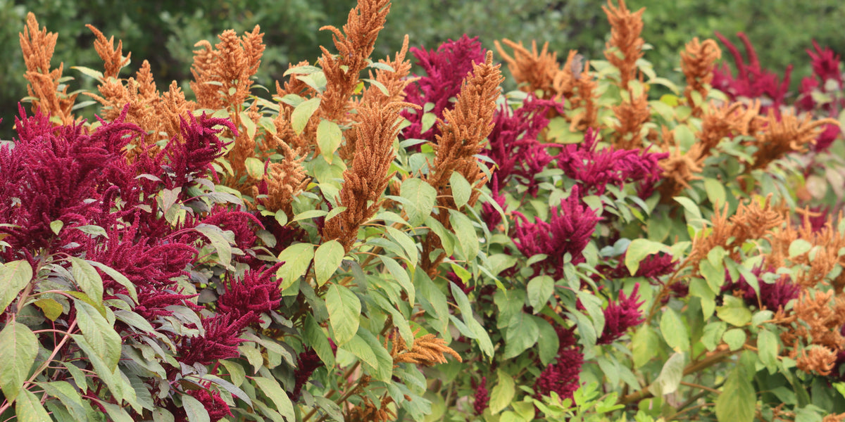 Popping Mix Amaranth - Seeds Grown in Nova Scotia — Annapolis Seeds