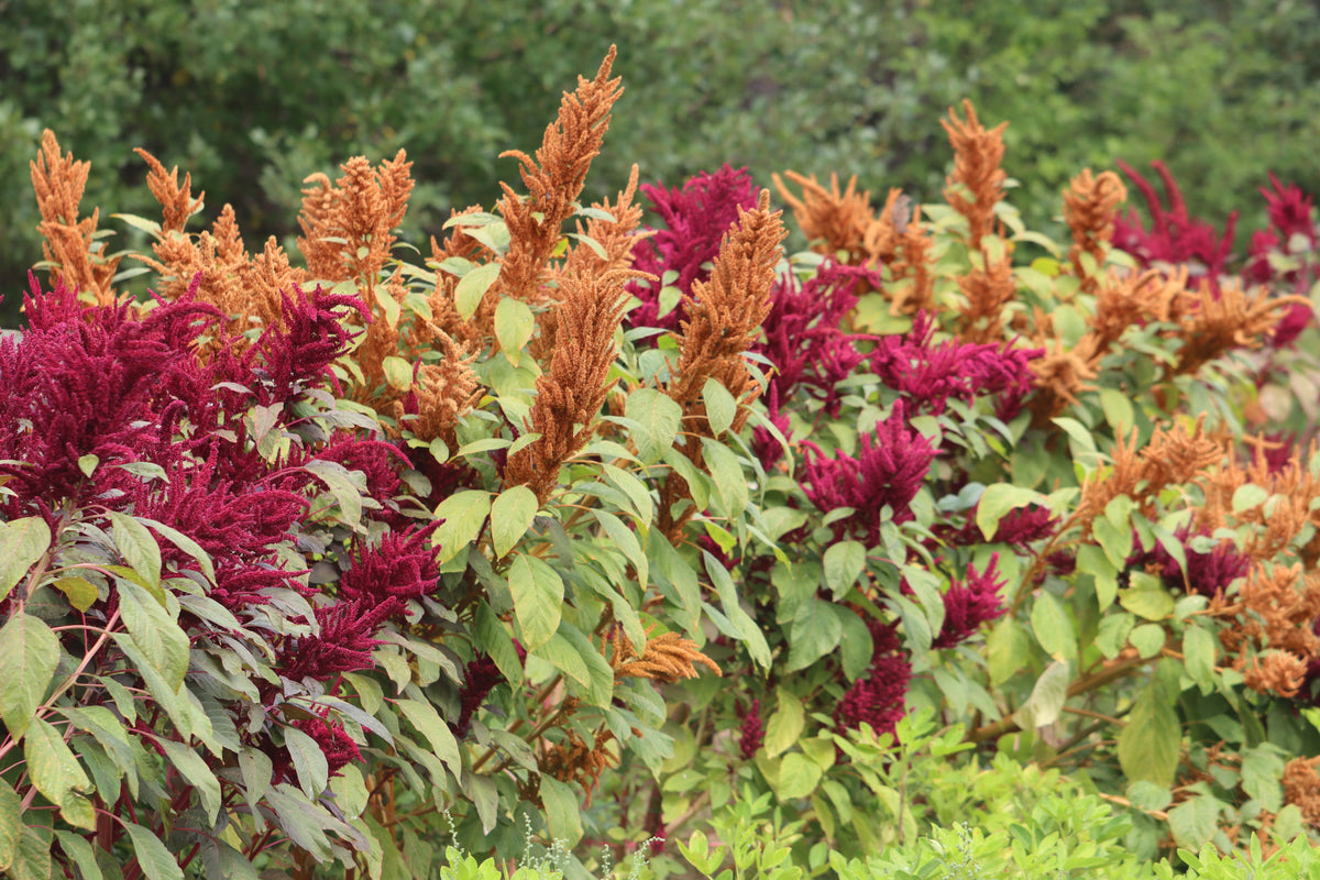 Popping Mix Amaranth - Seeds Grown in Nova Scotia — Annapolis Seeds