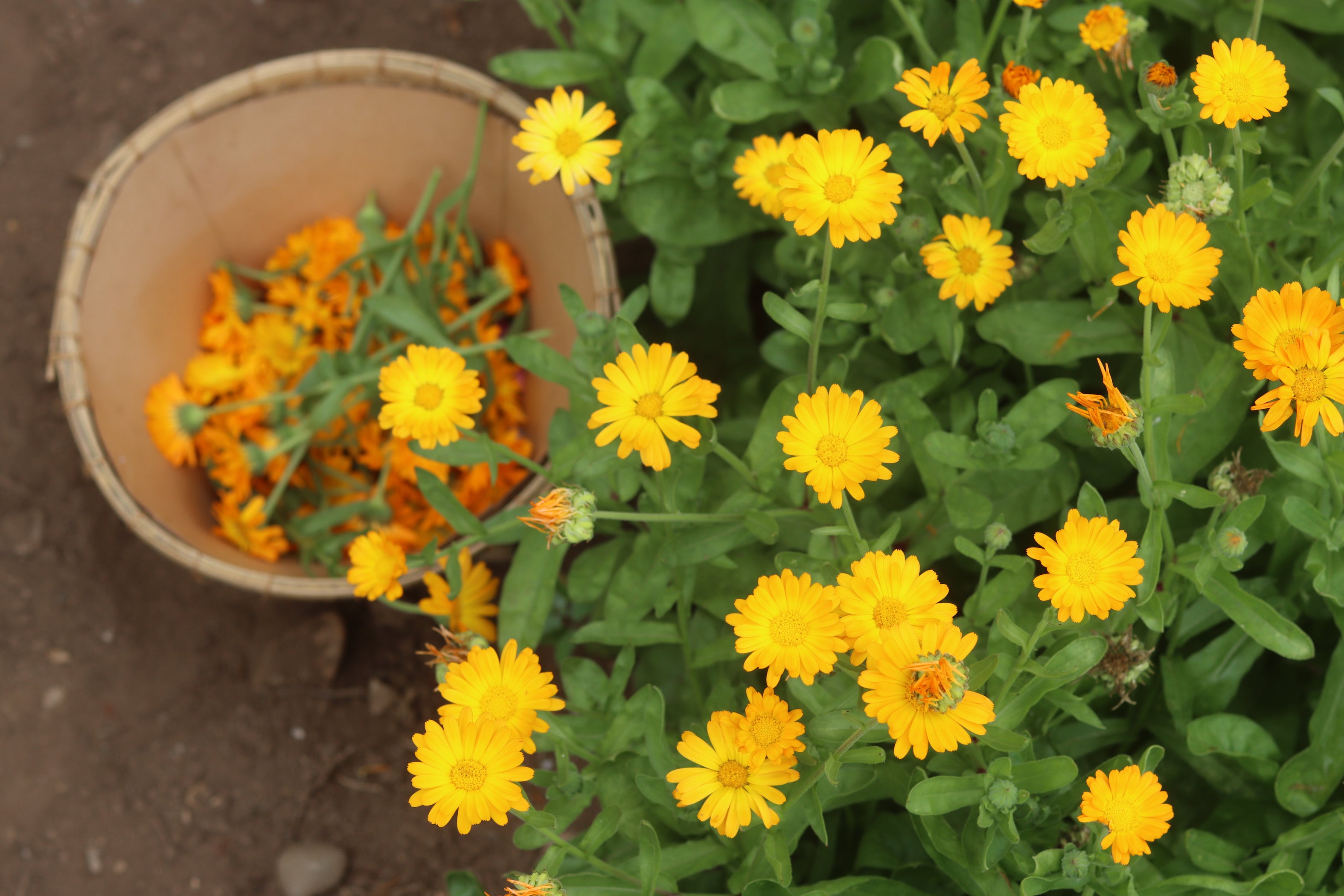 Resina Calendula Seeds (Calendula oficinalis) — Annapolis Seeds