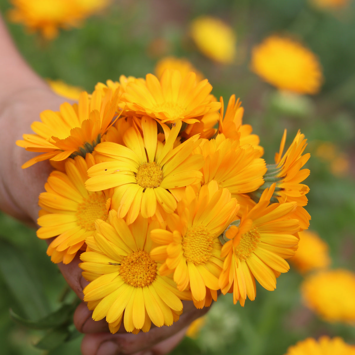 Resina Calendula Seeds (Calendula oficinalis) — Annapolis Seeds