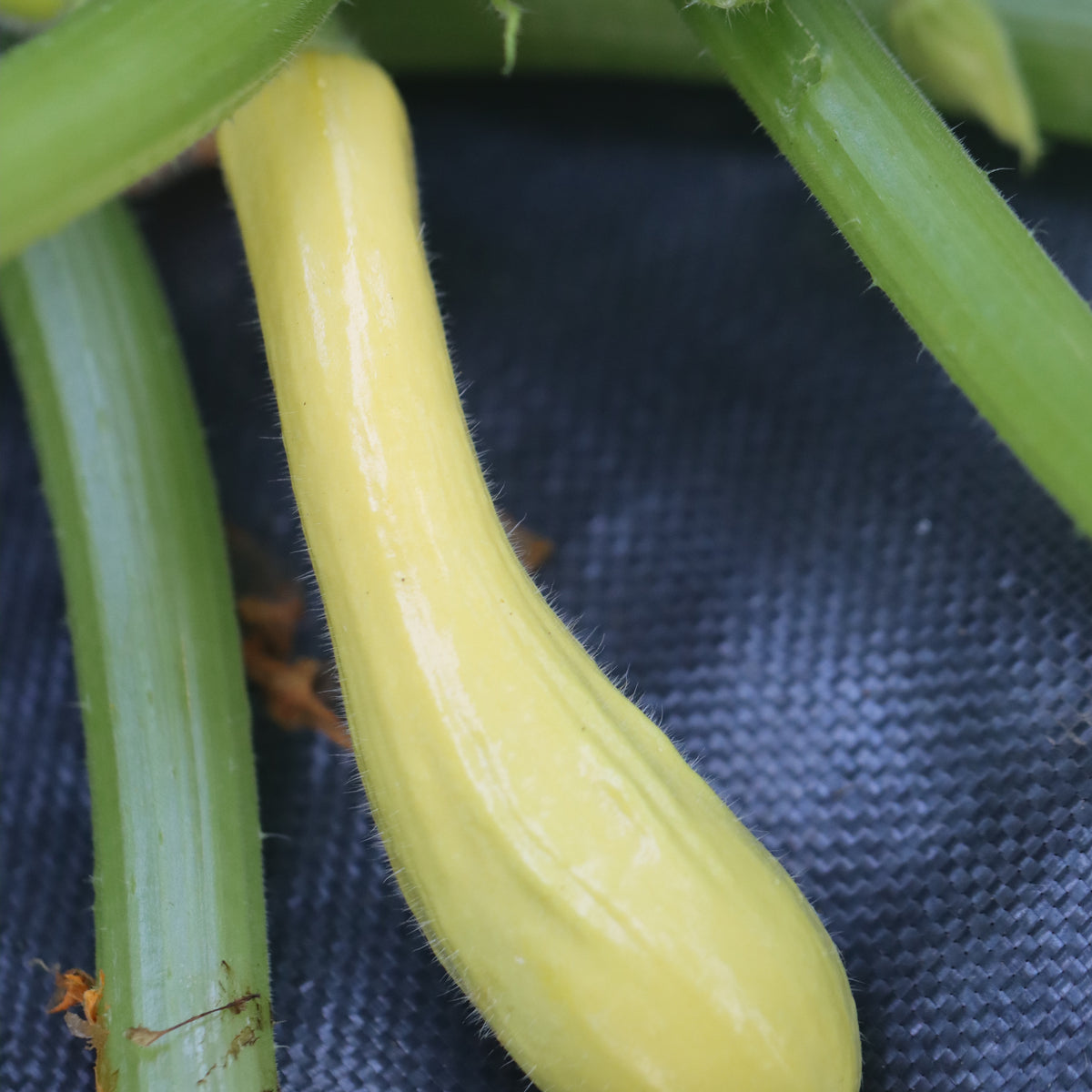 Saffron Summer Squash Seeds - Grown in Nova Scotia — Annapolis Seeds