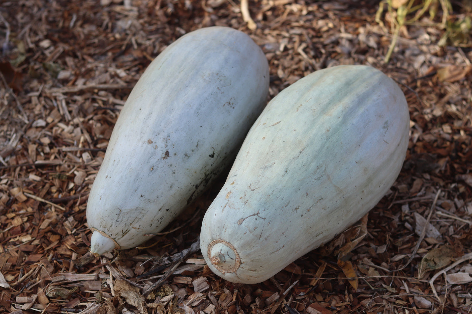 Winter Squash — Annapolis Seeds