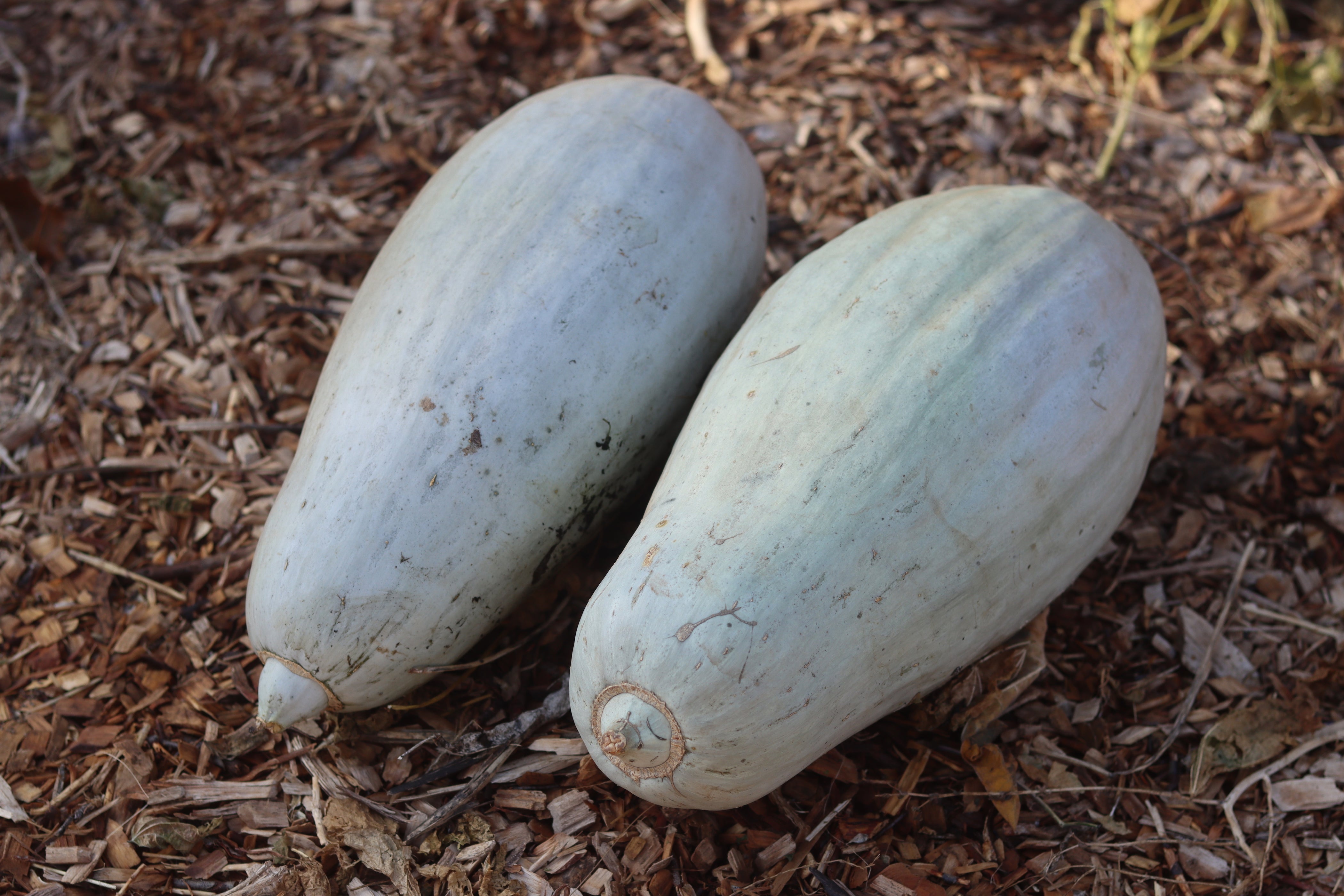 Sibley Squash - Winter Squash - Grown in Nova Scotia — Annapolis Seeds
