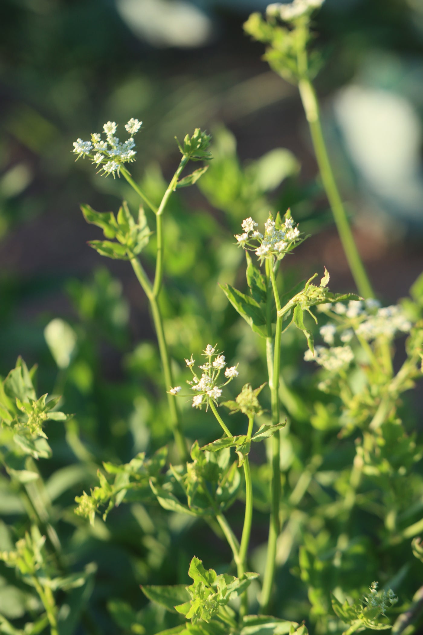 Skirret Seeds (Sium sisarum) — Annapolis Seeds