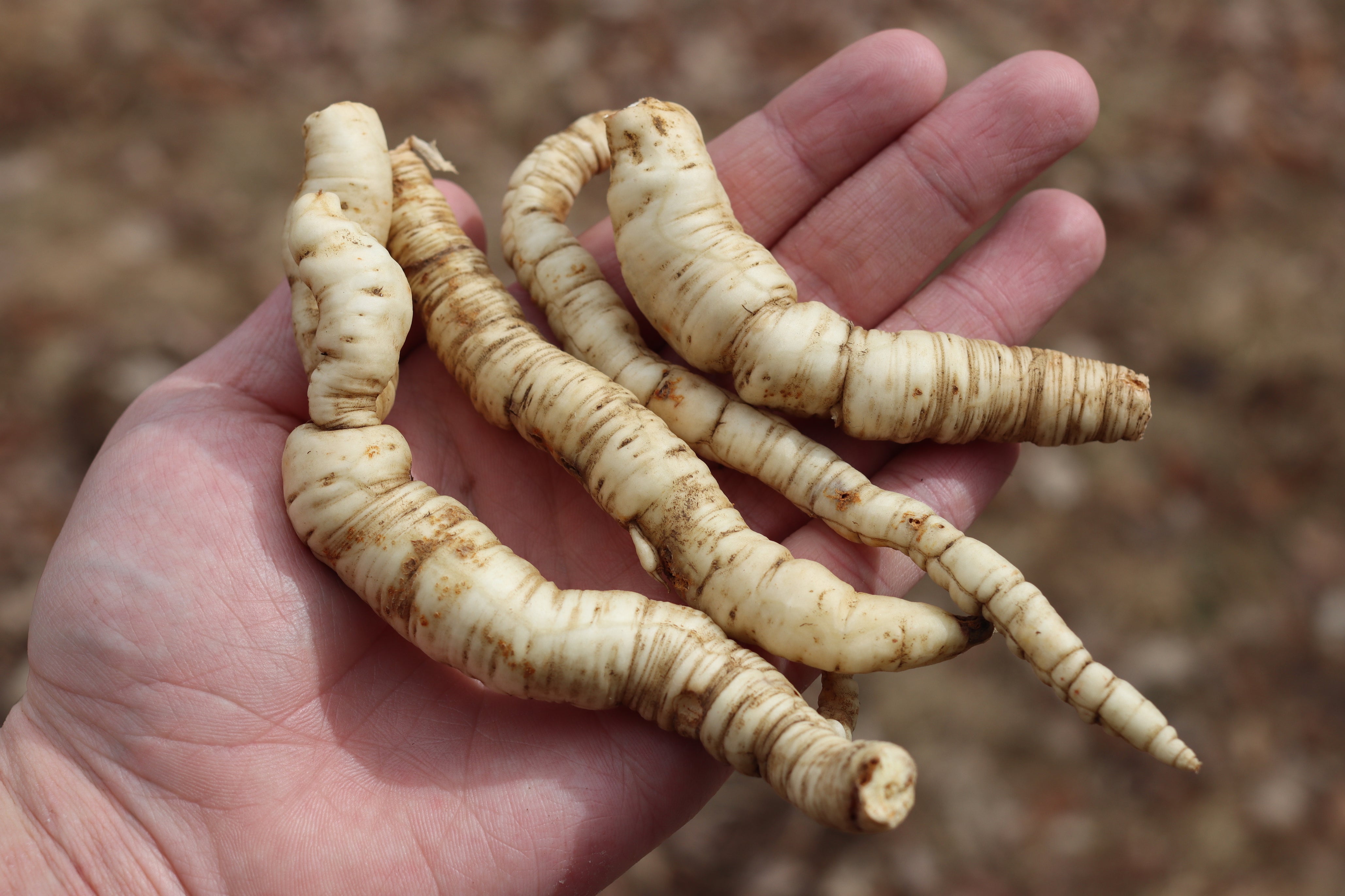 Skirret Seeds (Sium sisarum) — Annapolis Seeds