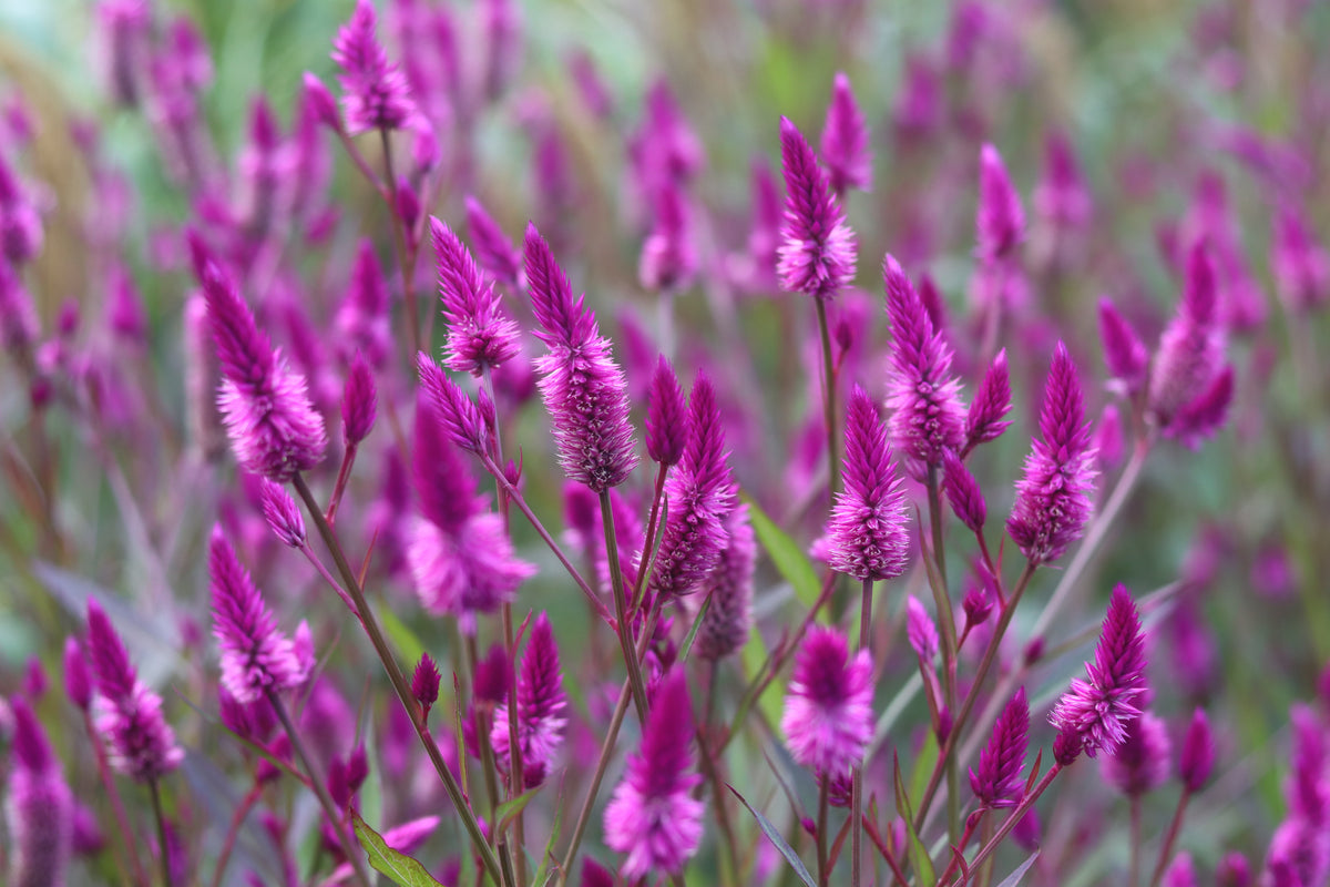 Sokoyokoto Edible Celosia - Lagos Spinach — Annapolis Seeds