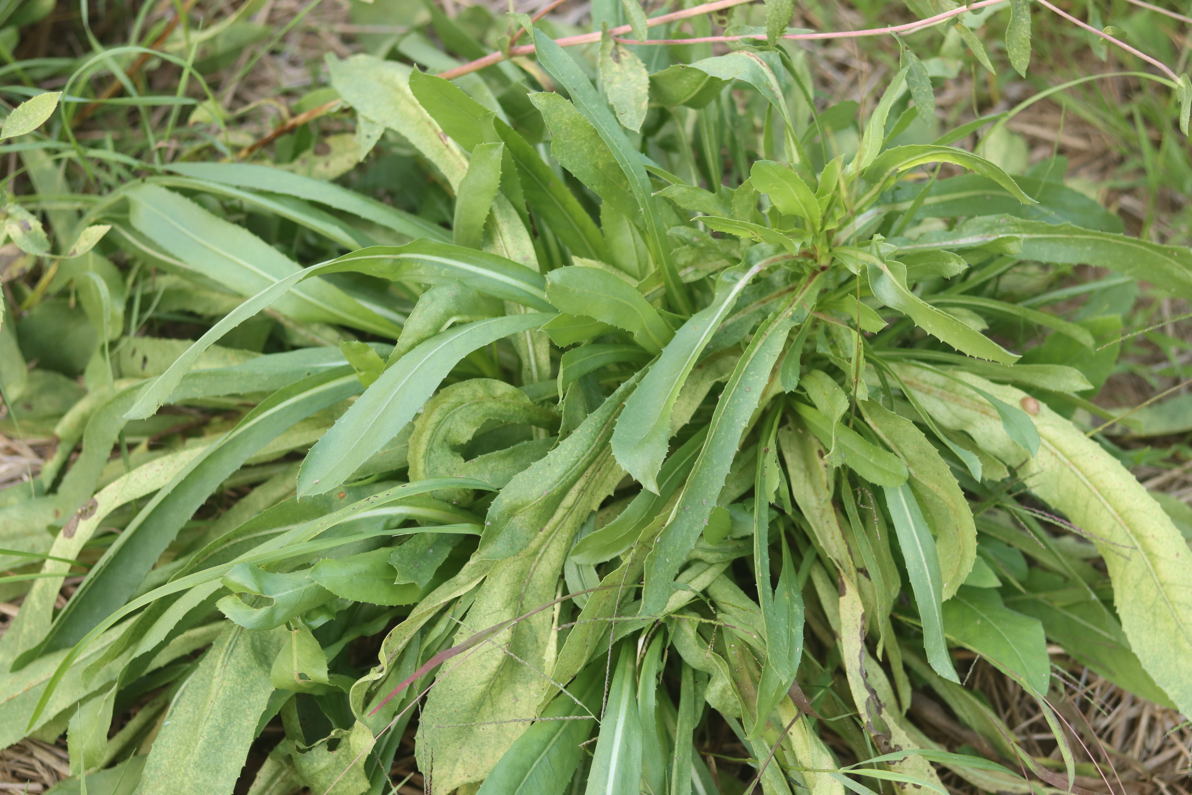 Sticky Gumweed Seeds (Grindelia squarrosa) — Annapolis Seeds