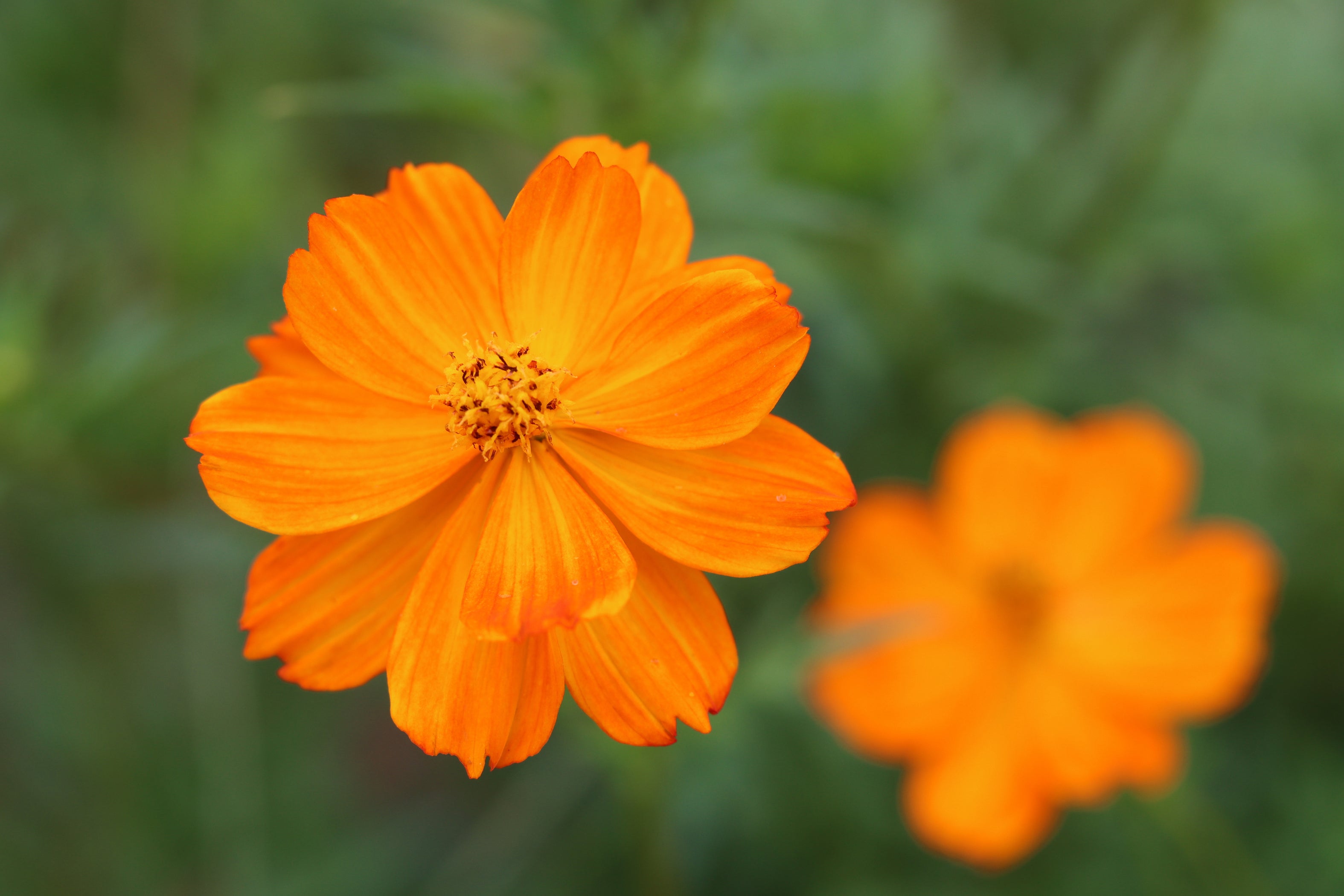 Sunrise Cosmos Seeds - Grown in Nova Scotia — Annapolis Seeds