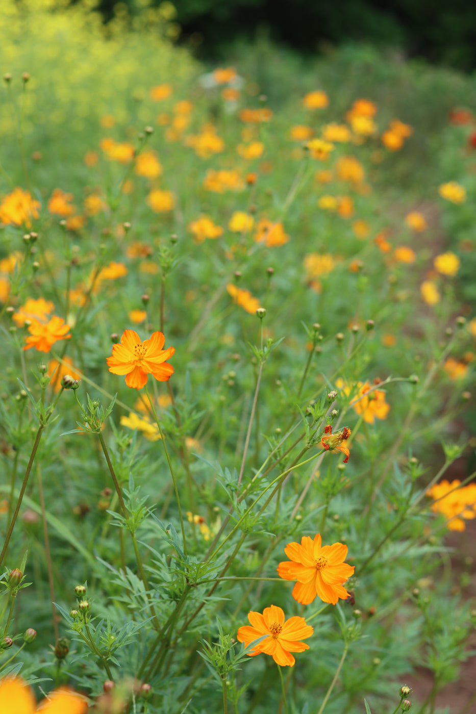 Sunrise Cosmos Seeds - Grown in Nova Scotia — Annapolis Seeds