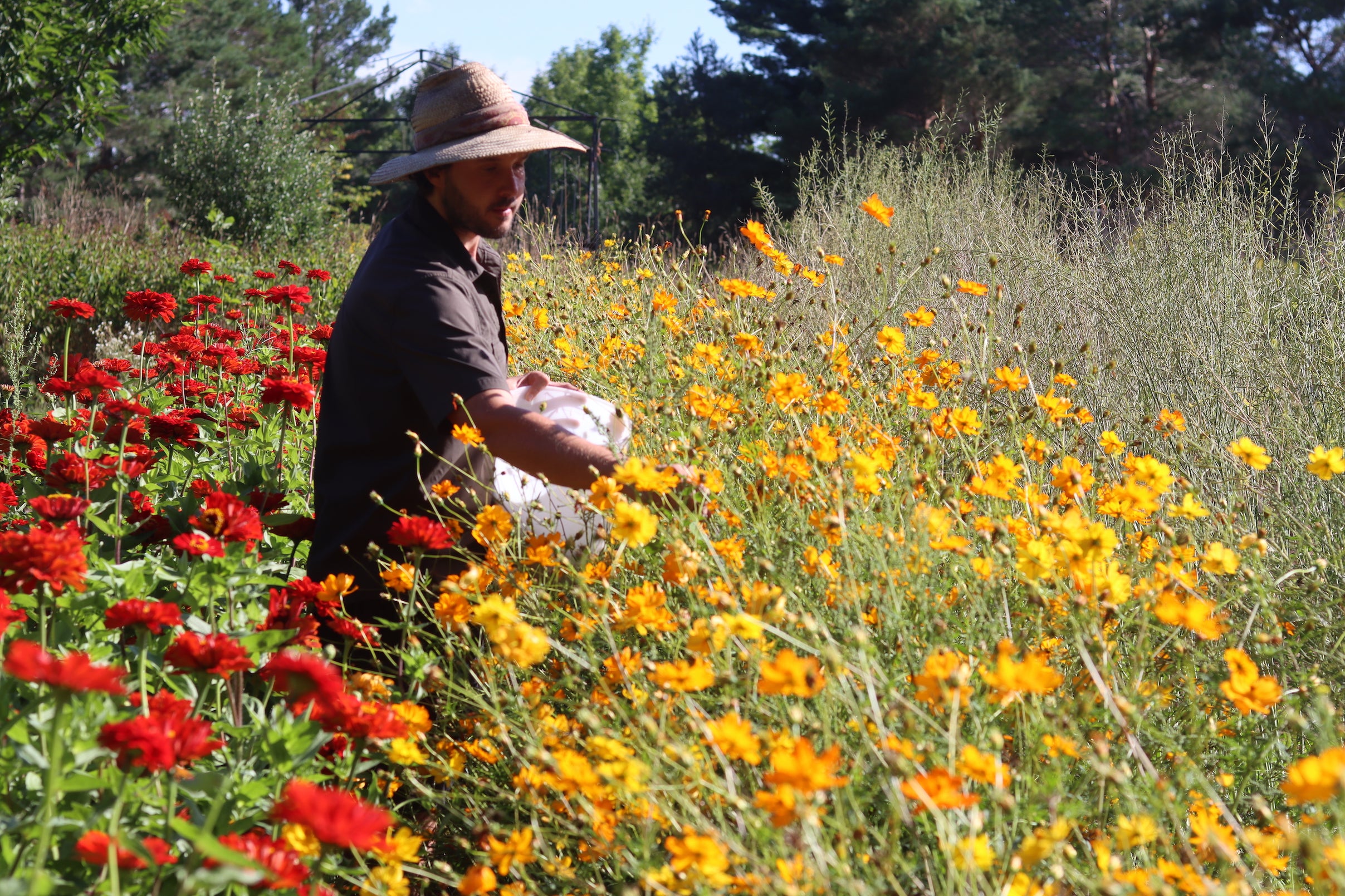 Sunrise Cosmos Seeds - Grown in Nova Scotia — Annapolis Seeds