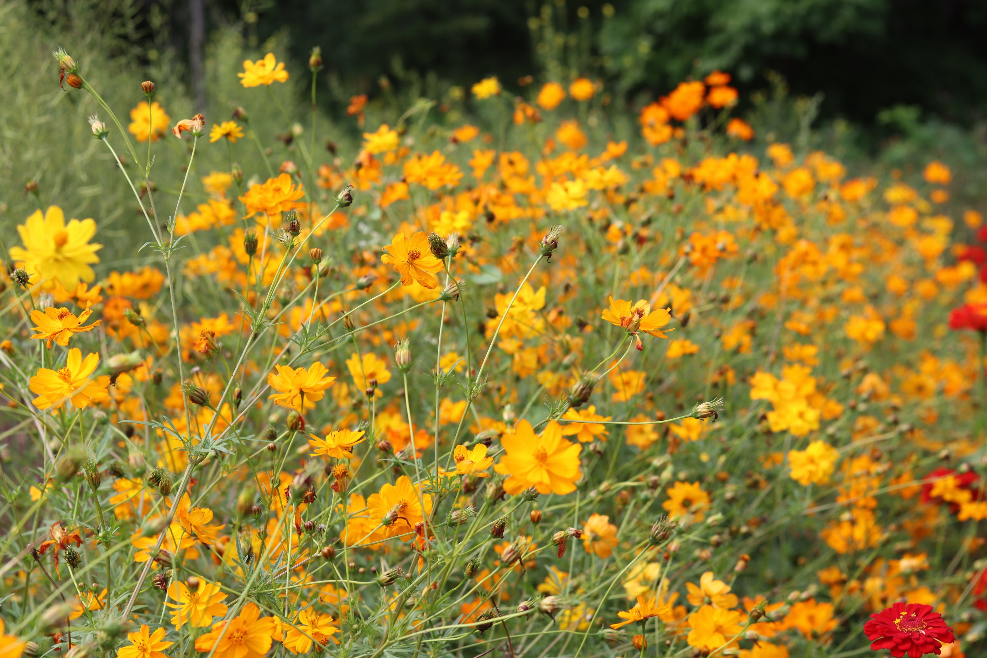 Sunrise Cosmos Seeds - Grown in Nova Scotia — Annapolis Seeds