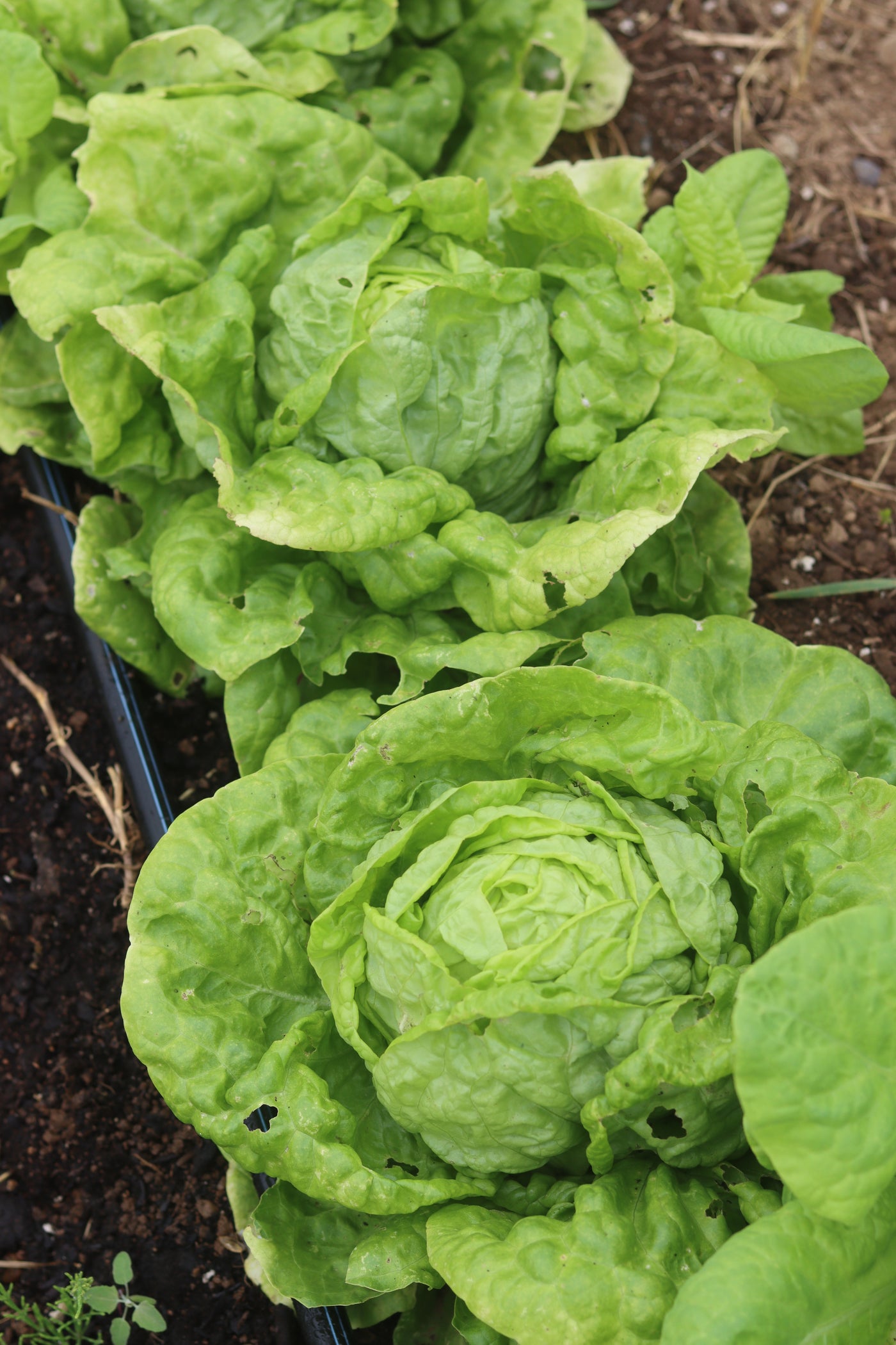 Tennis Ball Lettuce Seeds - Grown in Nova Scotia — Annapolis Seeds