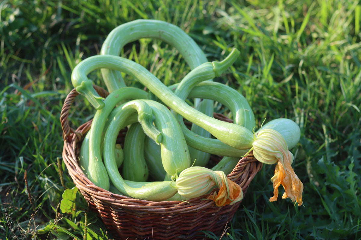 Tromboncino Squash Seeds - Grown in Nova Scotia — Annapolis Seeds