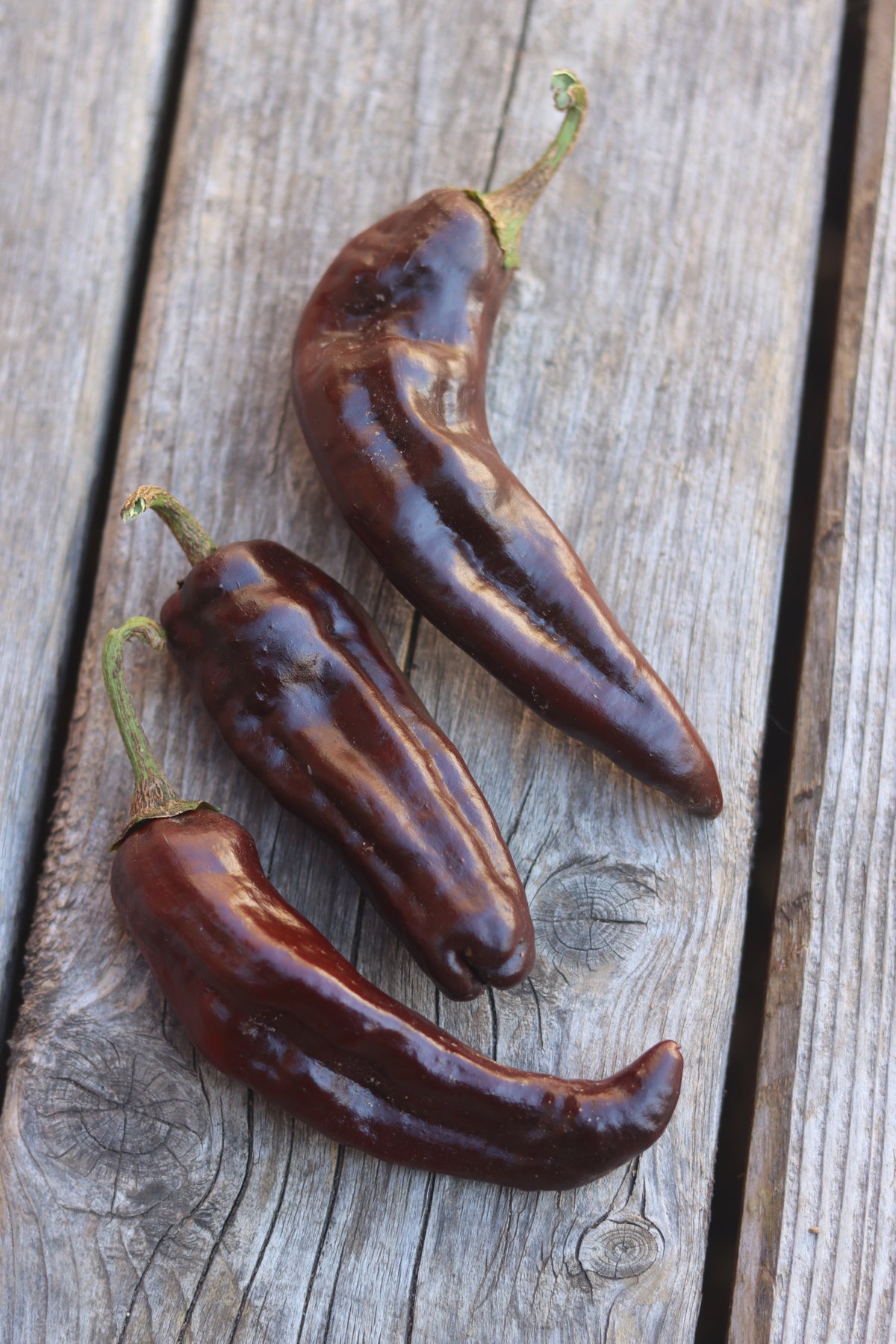 Vallero Hot Pepper Seeds - Grown in Nova Scotia — Annapolis Seeds