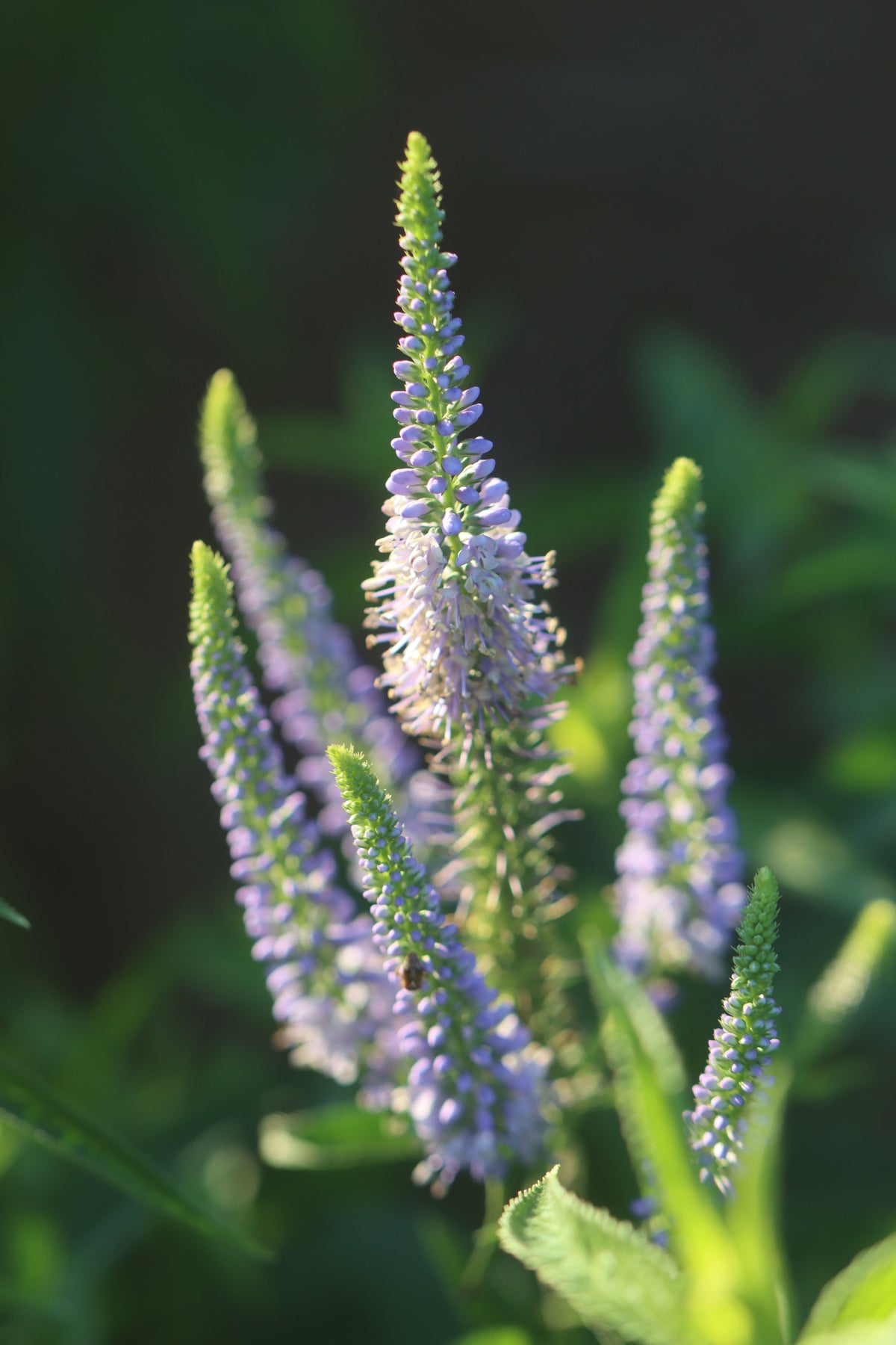 Veronica (Speedwell) Seeds - Grown in Nova Scotia — Annapolis Seeds