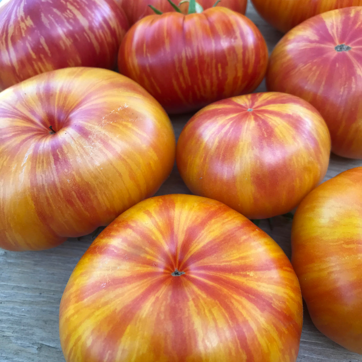 Worry Dwarf Tomato - Grown in Nova Scotia — Annapolis Seeds