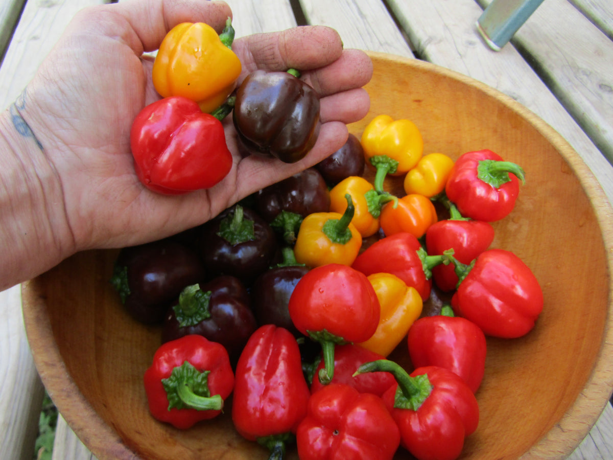 Bangles Blend Mini Pepper Seeds - Grown in Nova Scotia Canada ...