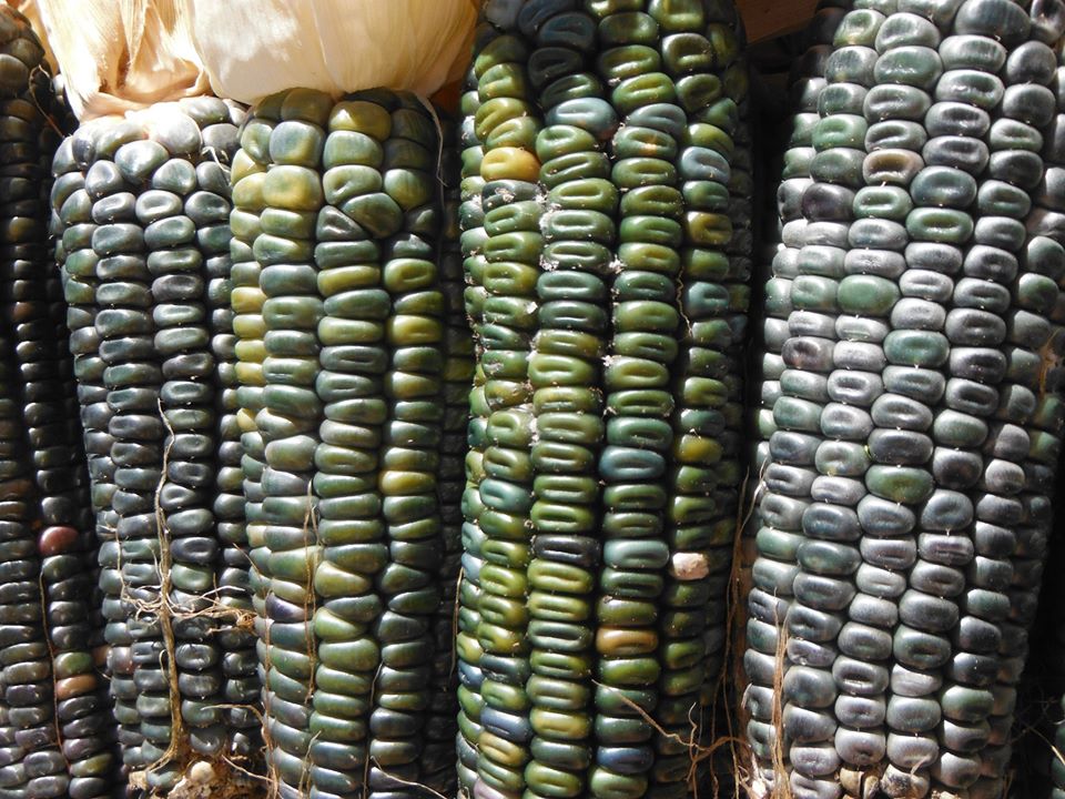 Oaxacan Green Dent Corn — Annapolis Seeds