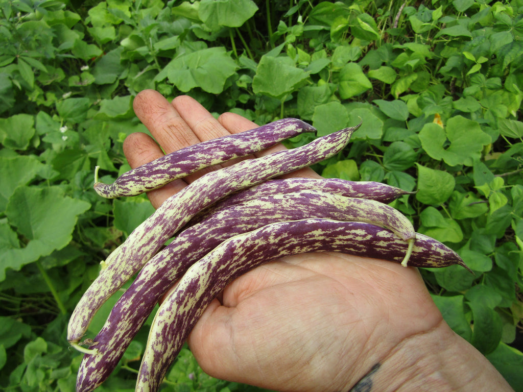 Heirloom Bean Seed - Annapolis Seeds - Grown in Nova Scotia Canada