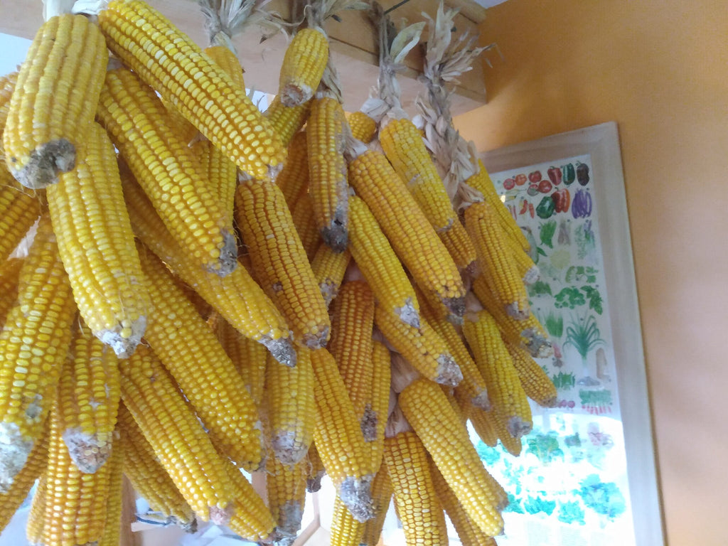 Heirloom Grain Seed - Annapolis Seeds - Grown in Nova Scotia - Adapted ...