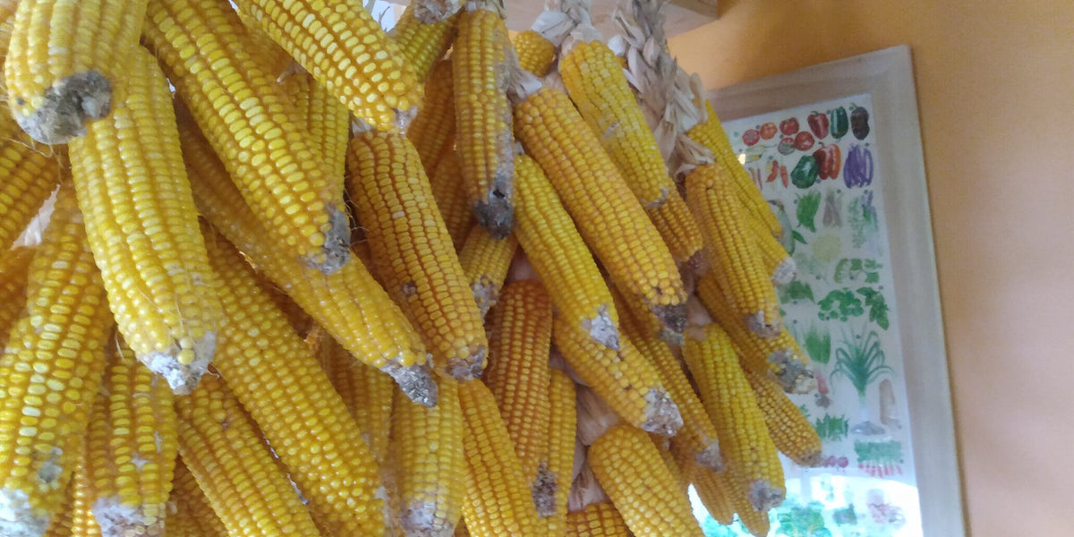 Early Riser Flint Corn Seeds - Grown in Nova Scotia Canada — Annapolis ...