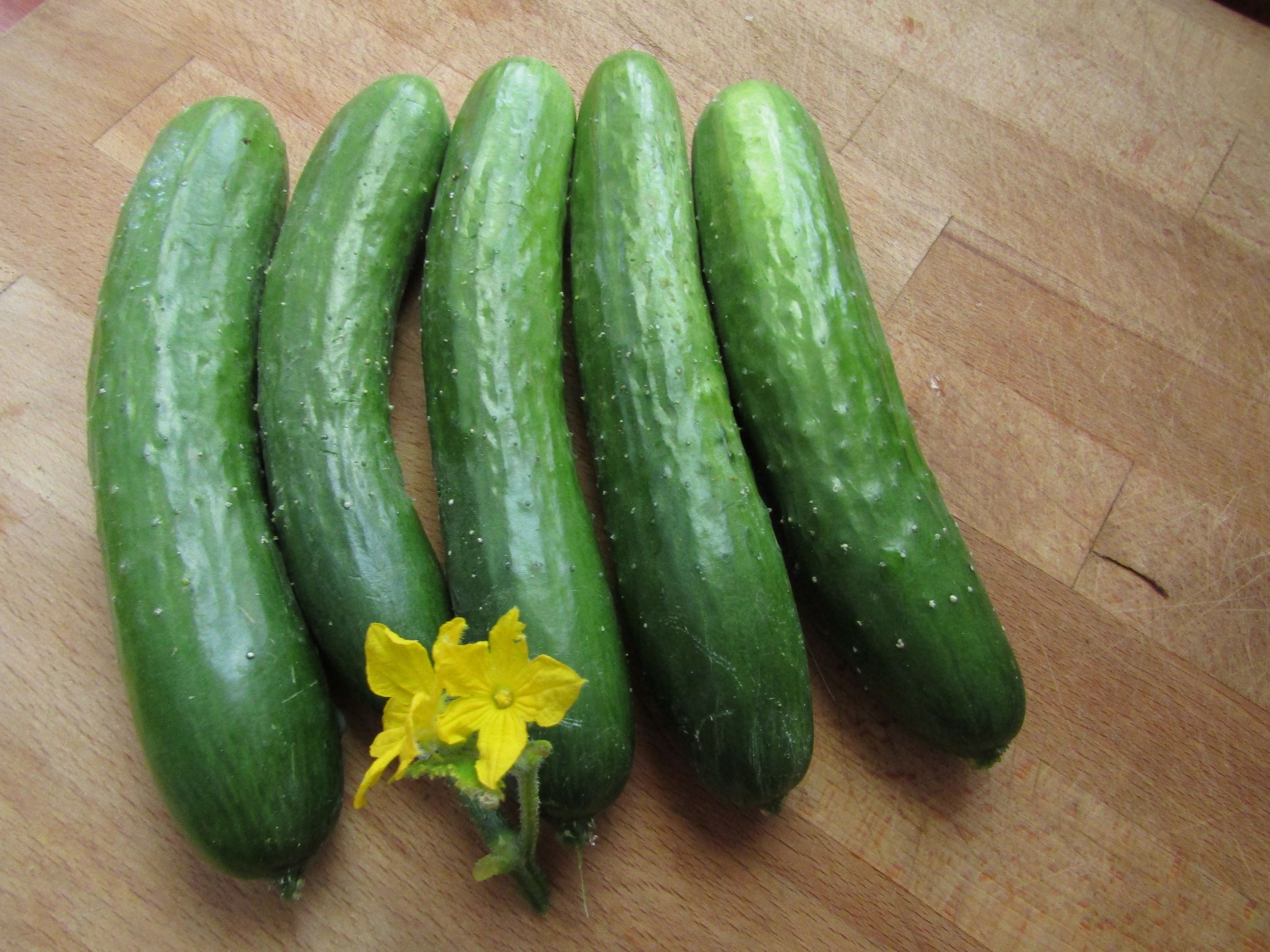 Green Finger Cucumber Seeds — Annapolis Seeds