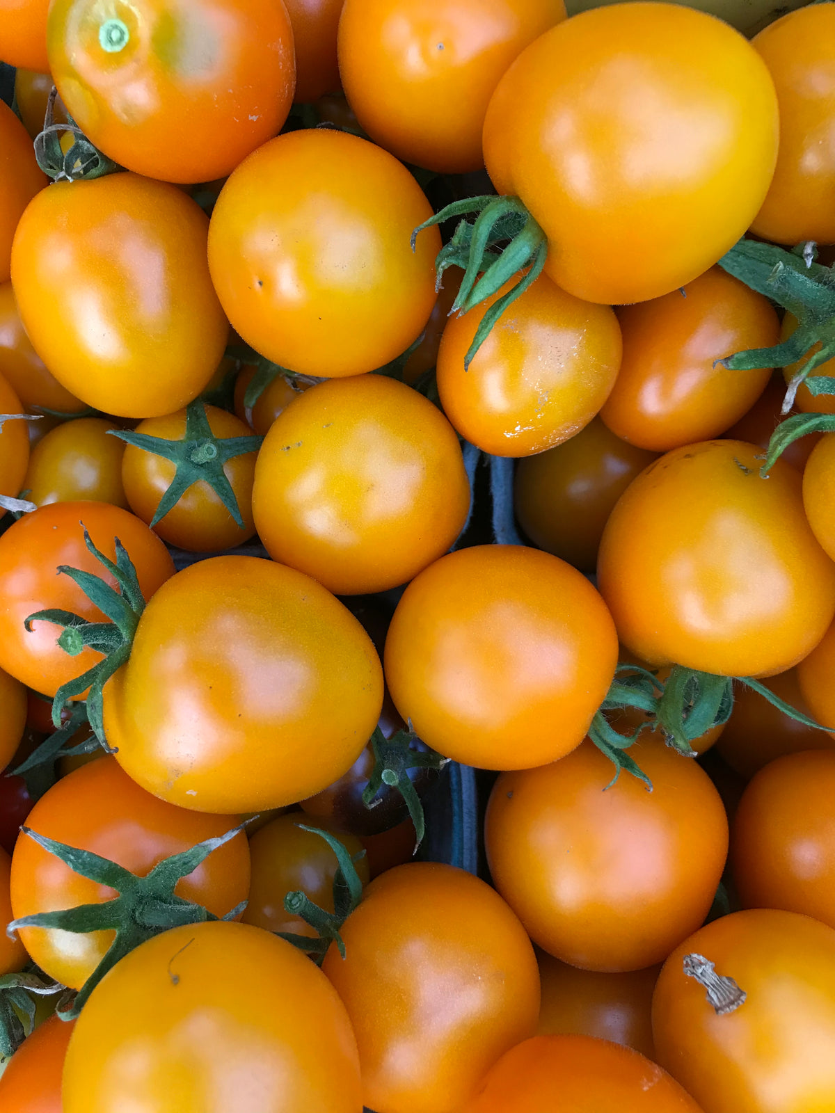 Ida Gold Tomato Seeds - Grown in Nova Scotia Canada — Annapolis Seeds