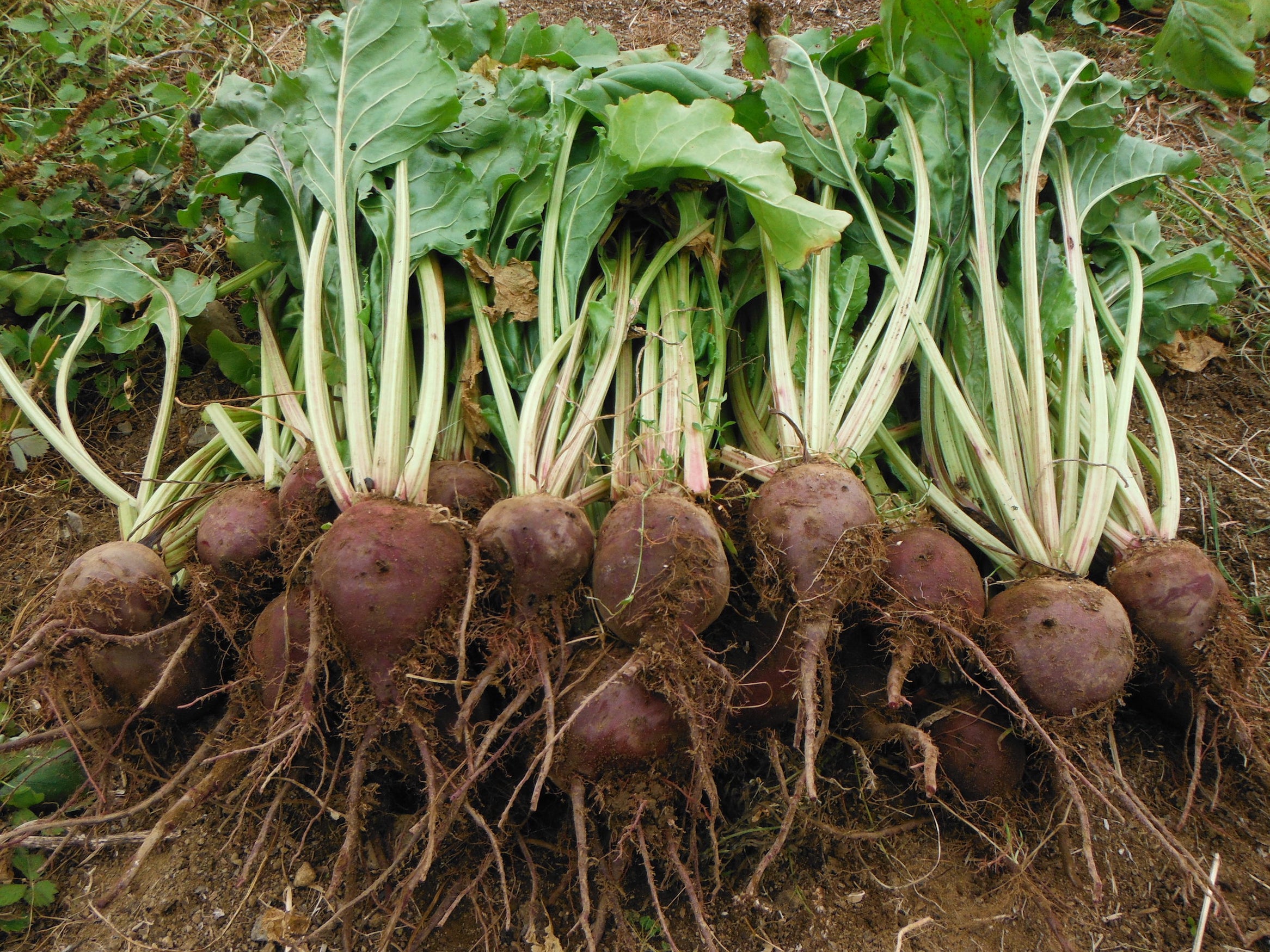 Lutz Green Leaf Beet Seeds — Annapolis Seeds