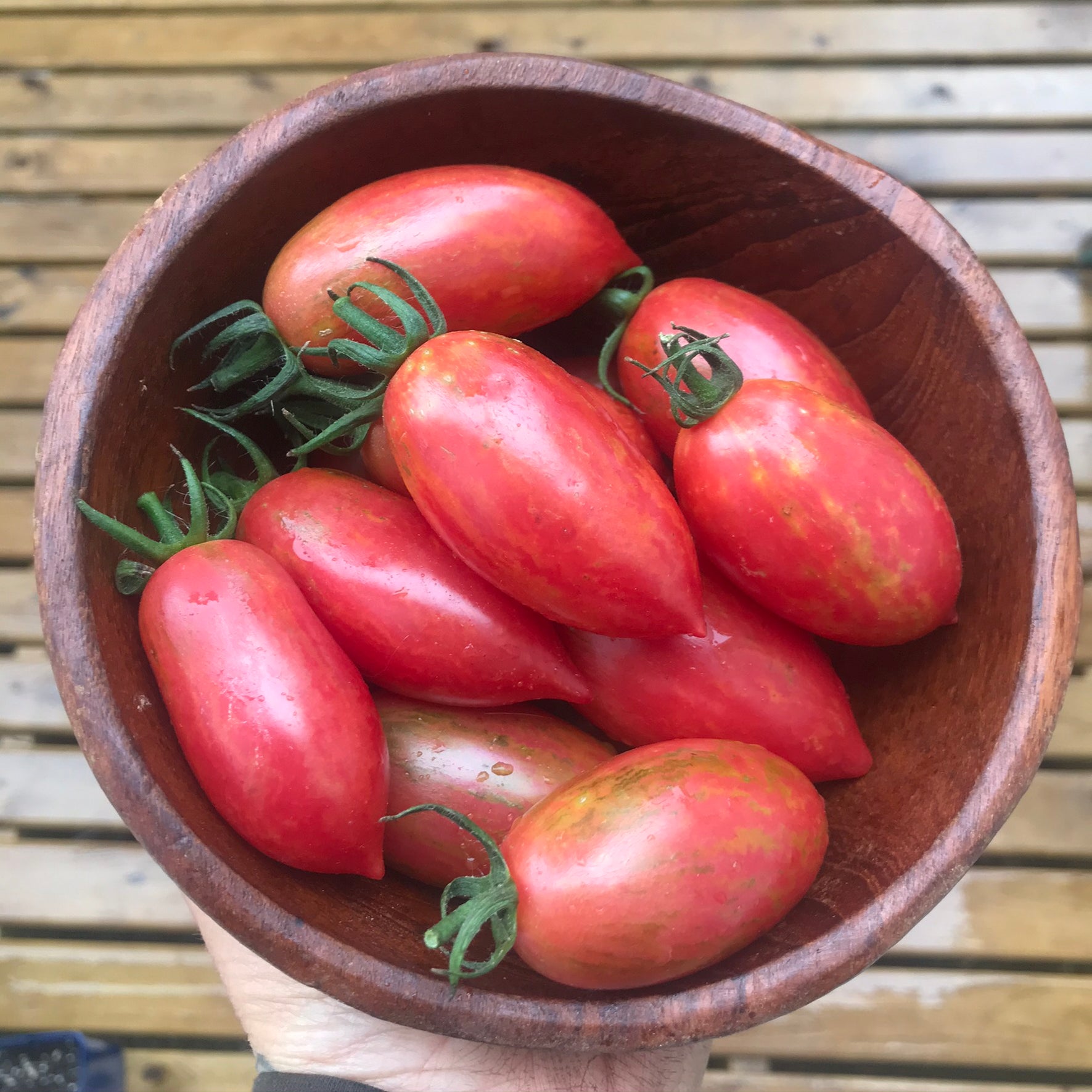 Pink Tiger Cherry Tomato Seeds - Grown in Nova Scotia — Annapolis Seeds