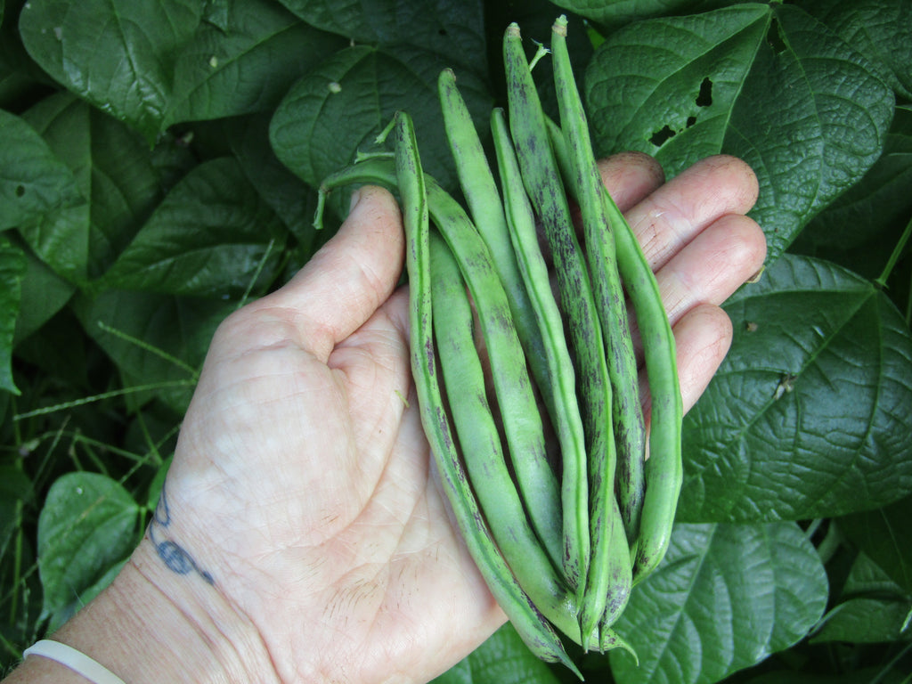 Heirloom Bean Seeds - Grown in Nova Scotia — Annapolis Seeds