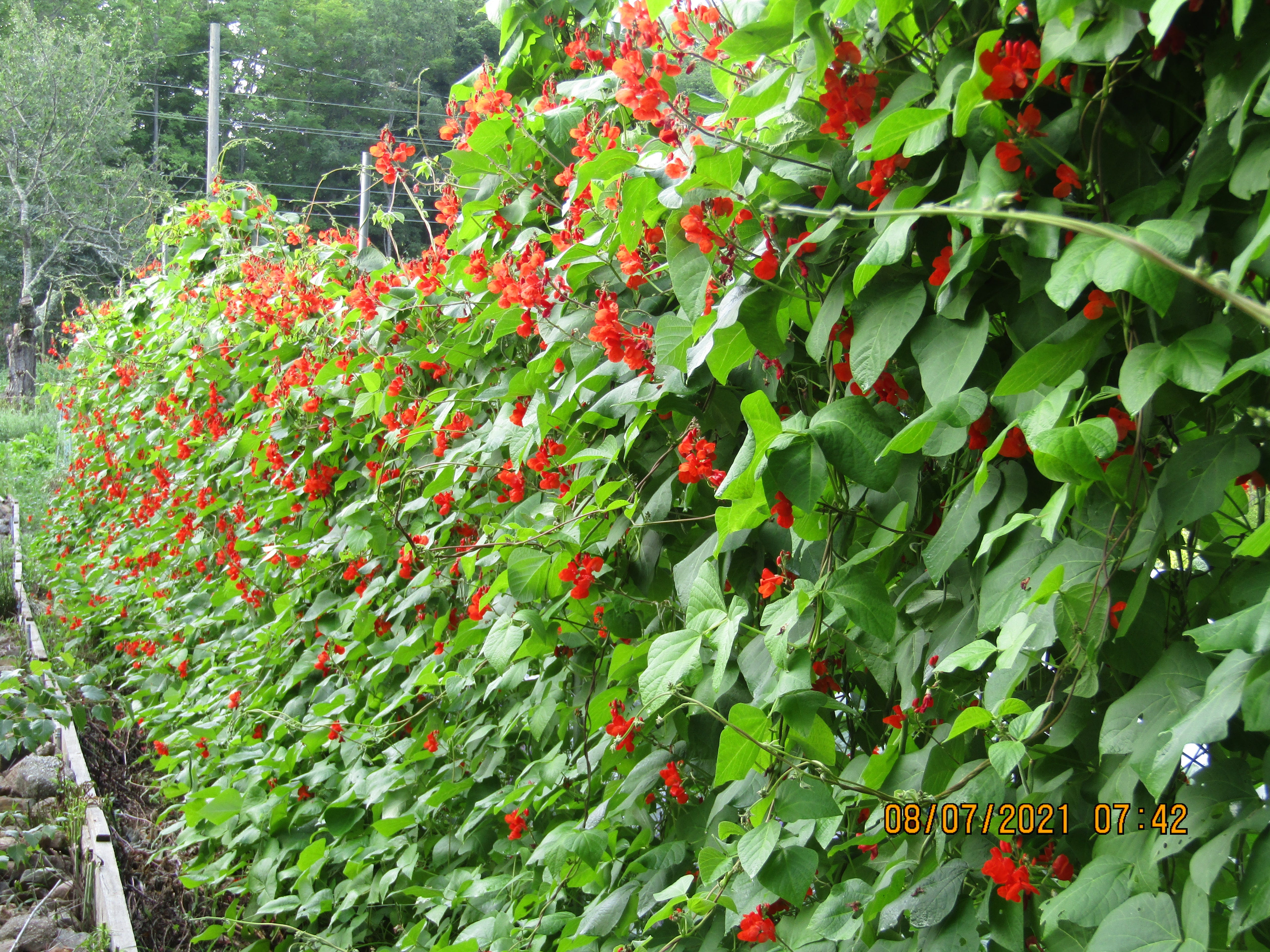 Scarlet Runner Pole Beans Plant Some Runner Beans Fine Gardening